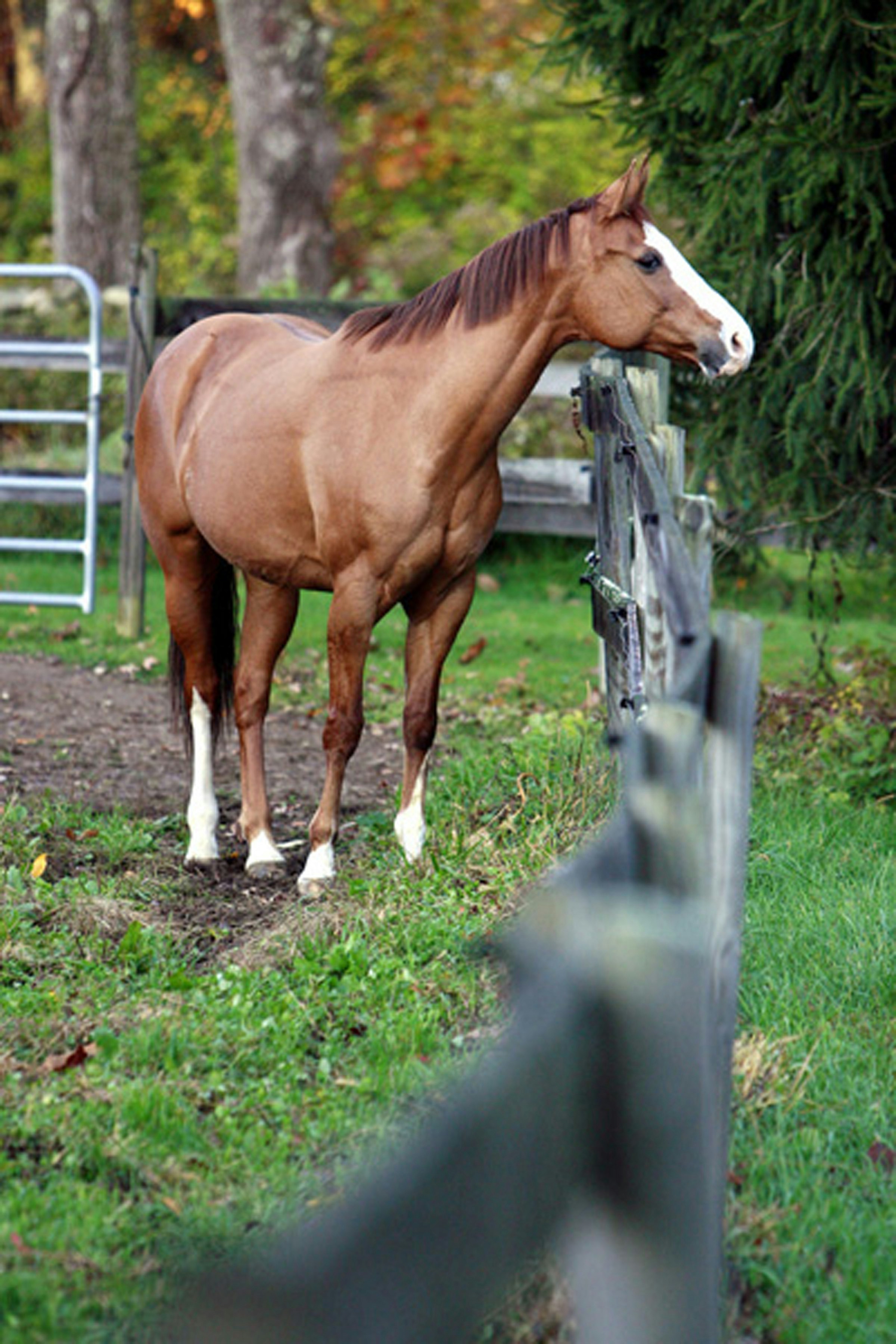 Brown horse with a white blaze leans over a weathered wooden fence in a grassy paddock. A blurred autumn backdrop of trees completes a calm, pastoral scene.