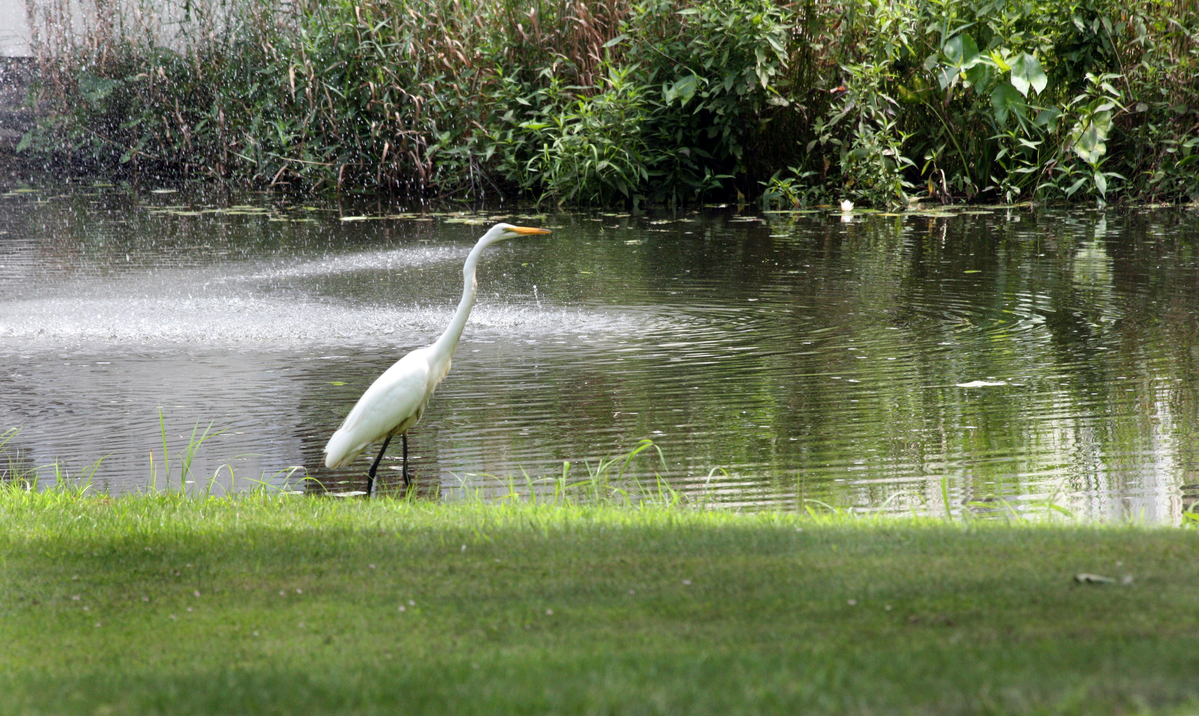 a white bird is standing in the water