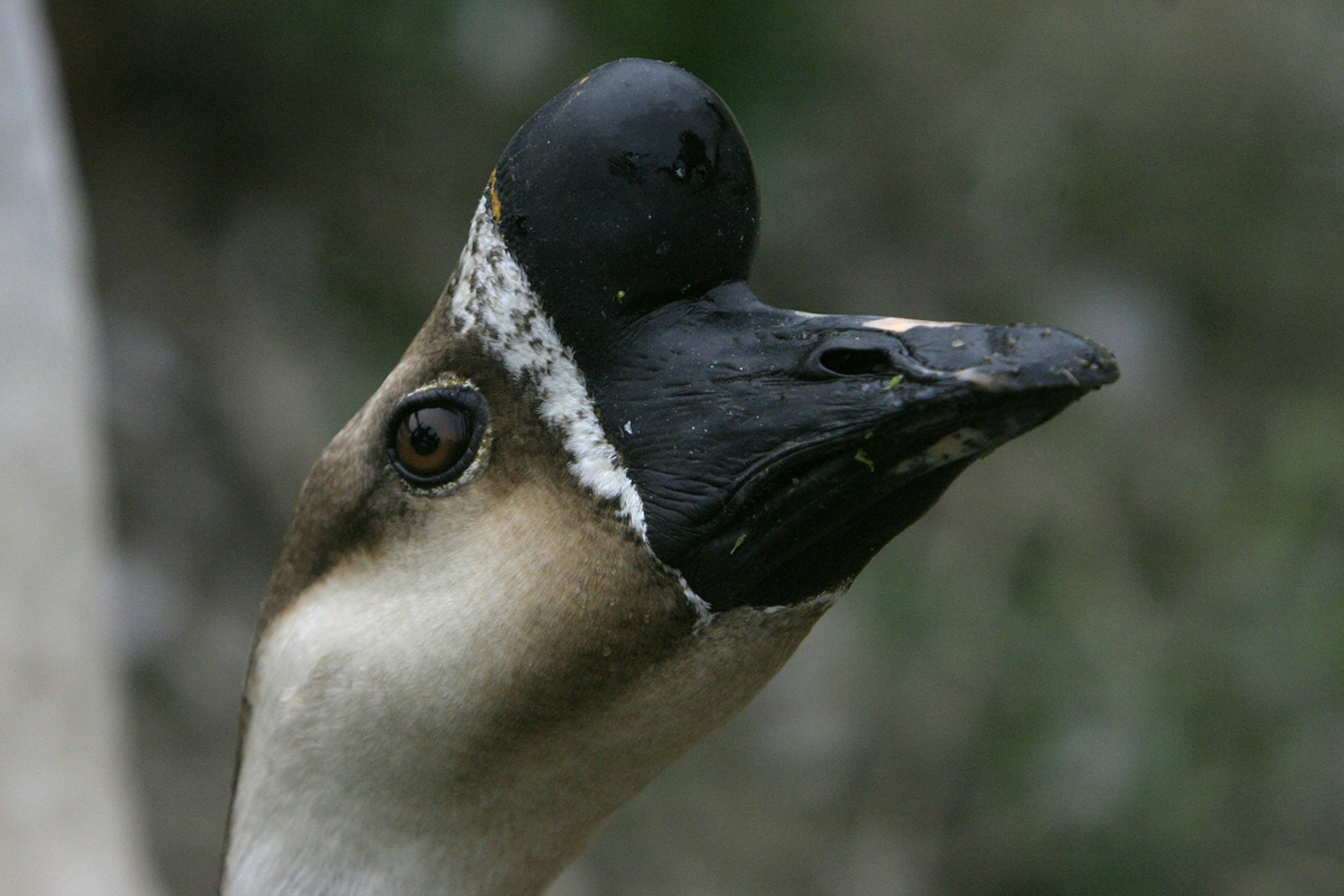 Close-up of a Canada goose head with a black beak and white facial stripe against a softly blurred background.