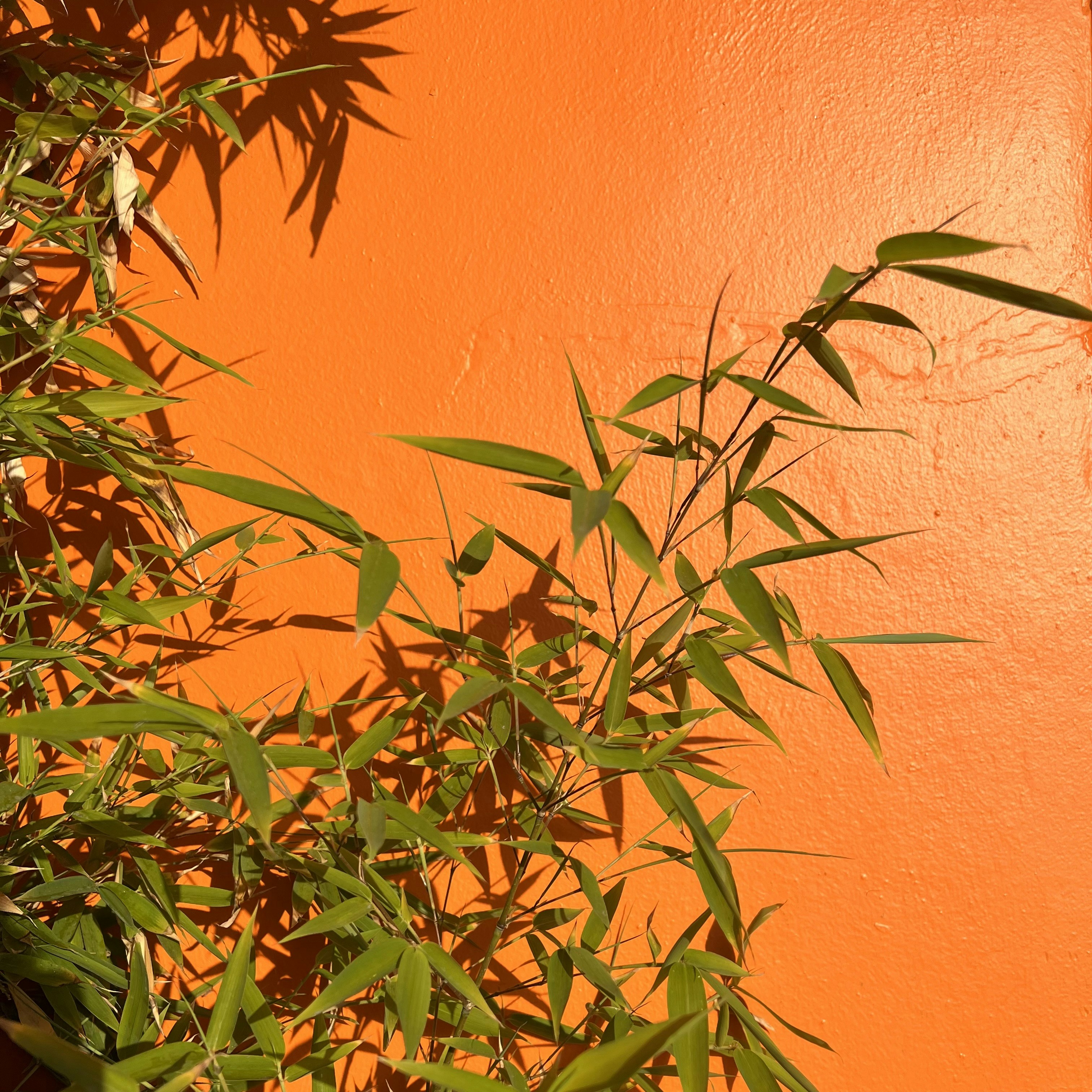 Bamboo Ribbons on a Bold Orange Canvas