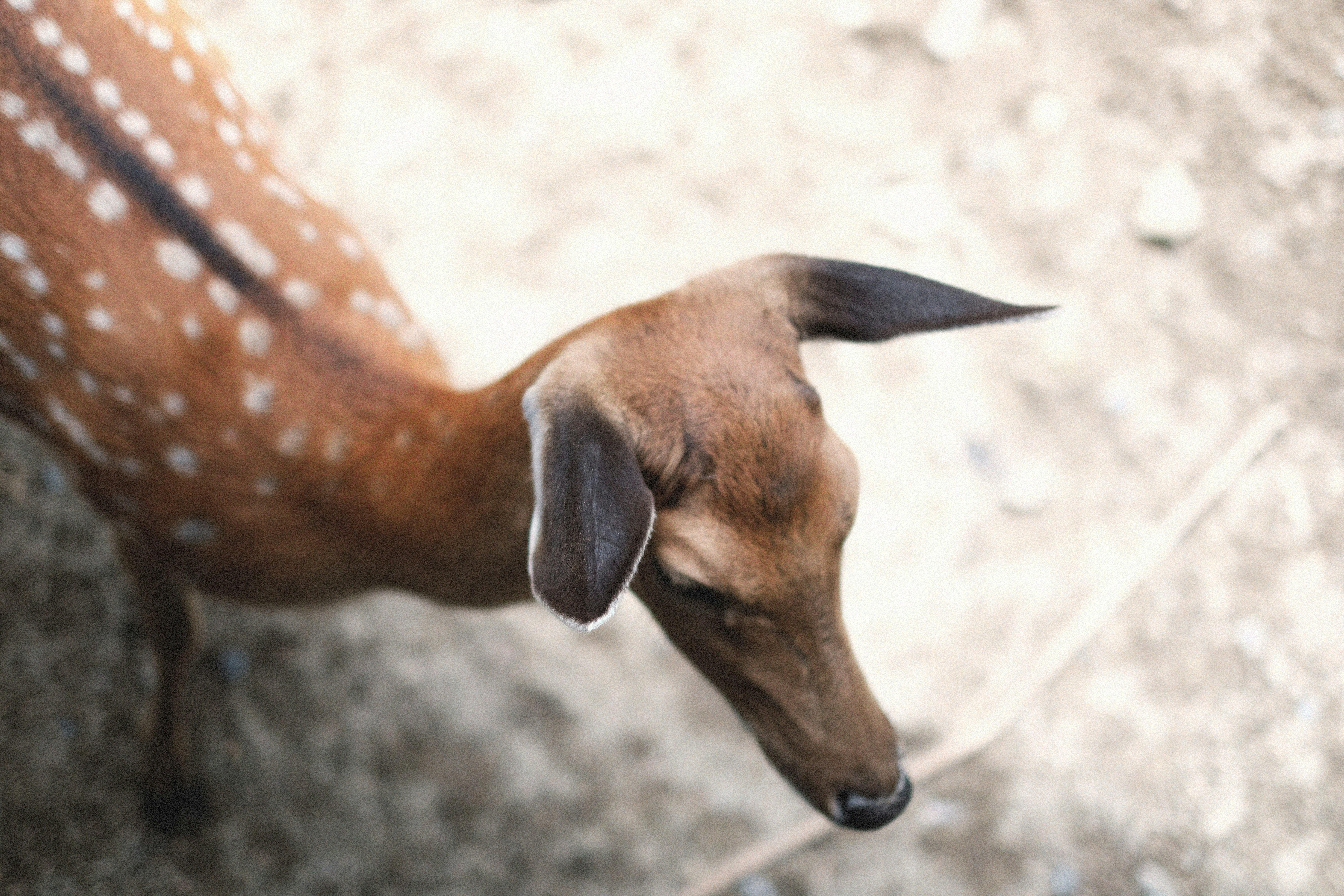 Top-down Gaze: A Spotted Deer on Pale Pebble Terrain