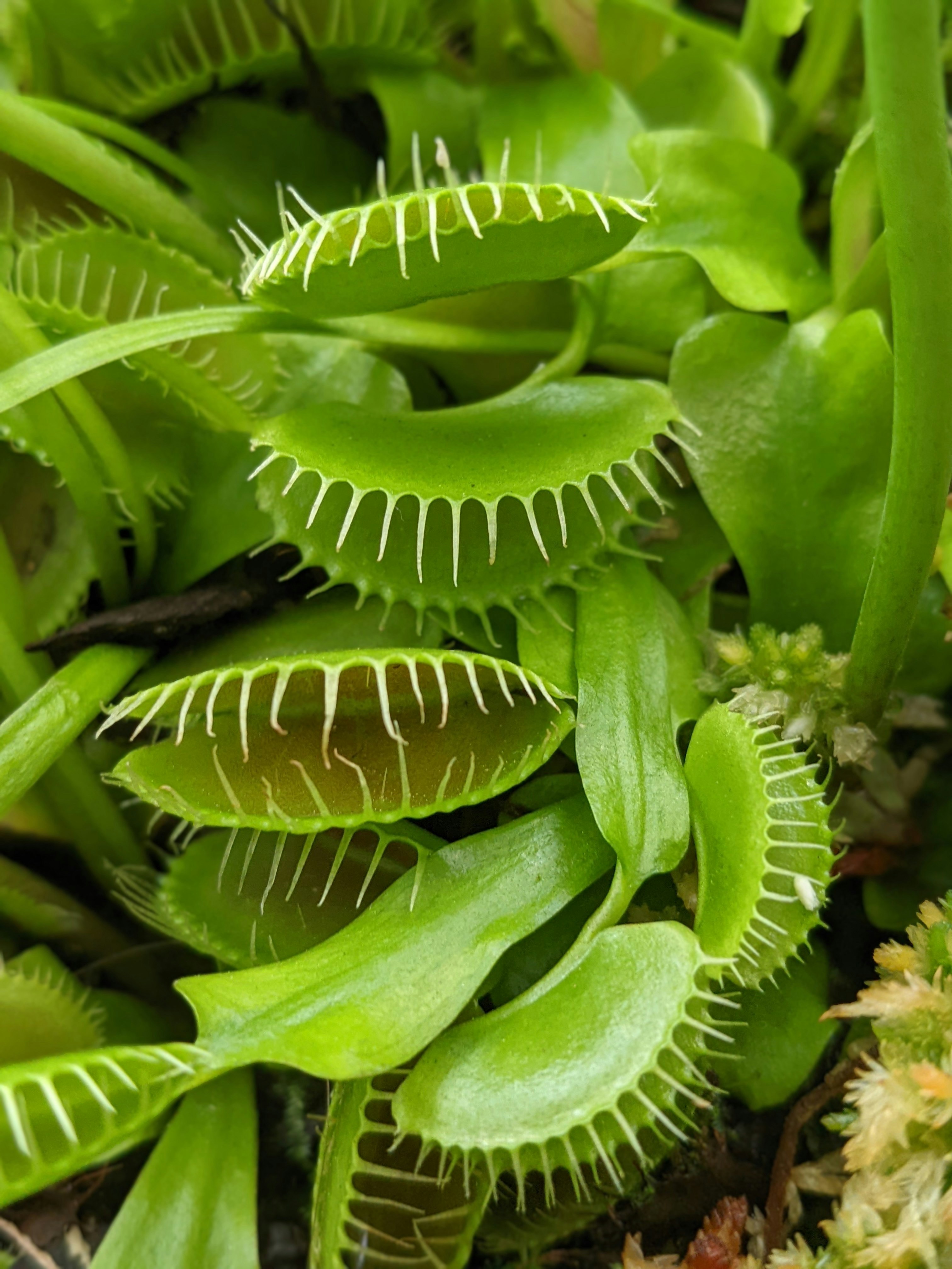 Close-up of Venus flytraps showcasing their intricate structures and vibrant green hues. The unique design highlights their predatory nature.