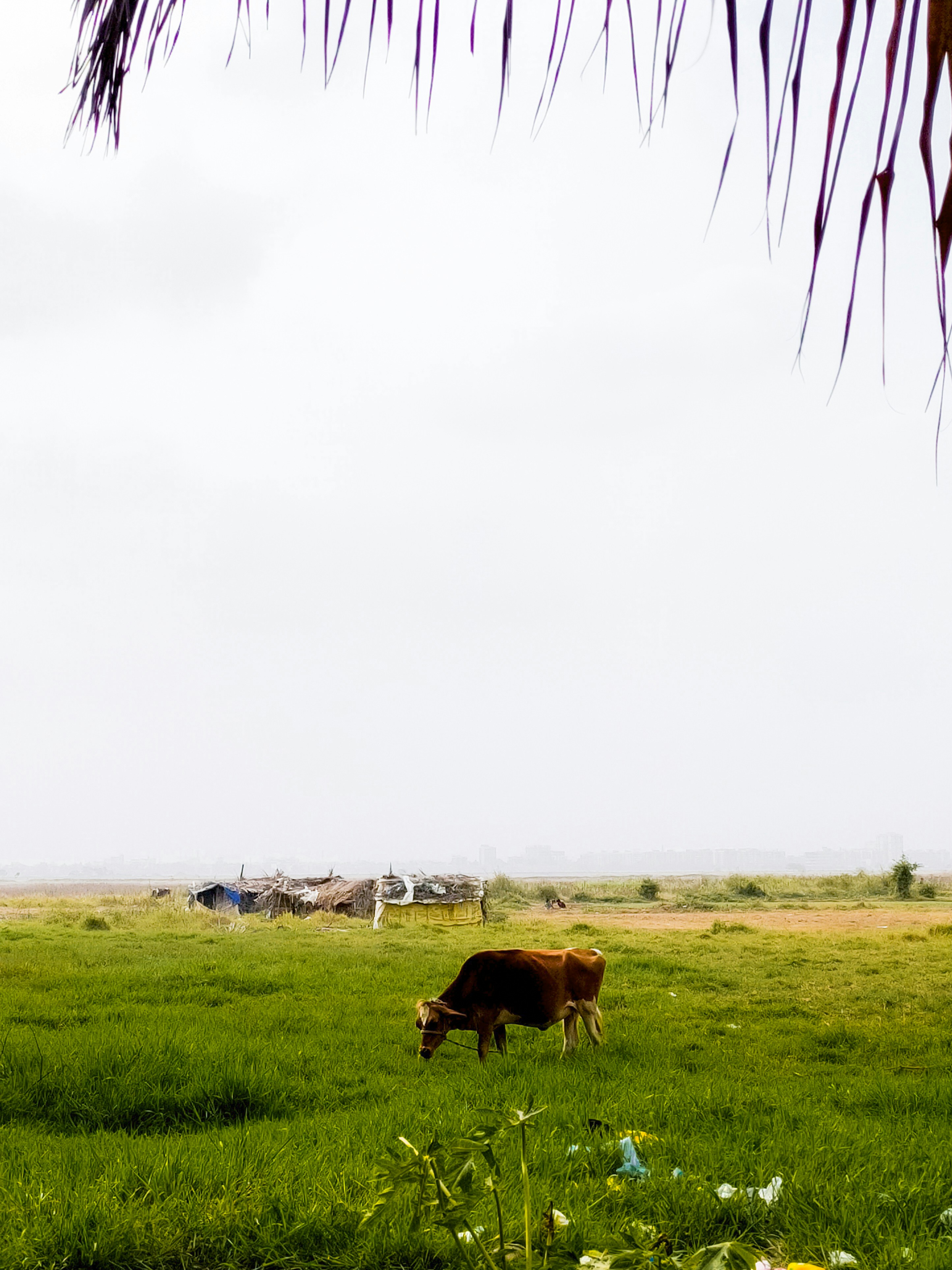 A brown cow grazes on lush green grass in a tranquil rural setting, with a blurred shelter in the background shrouded in mist.