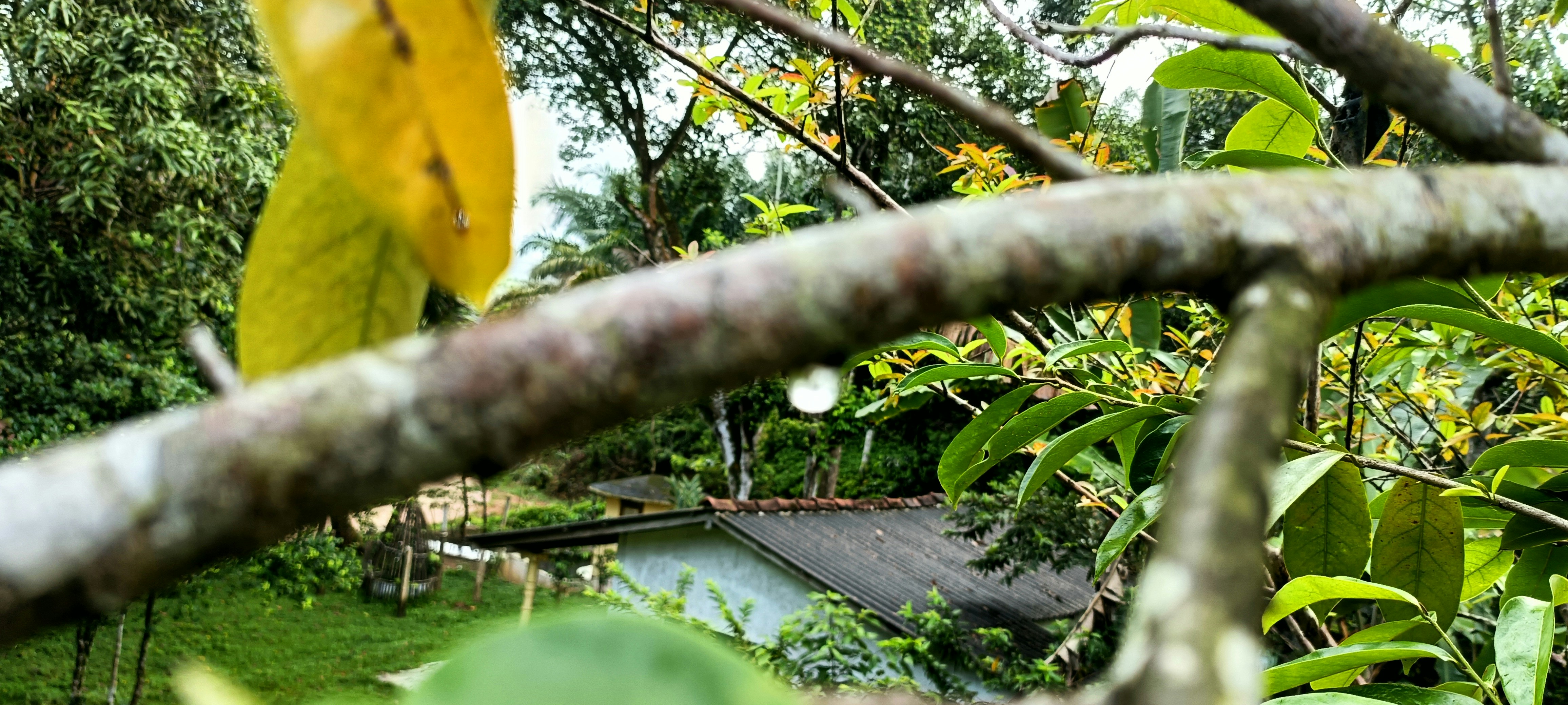 Fronds in Focus: A Quiet Garden Scene Through a Branch