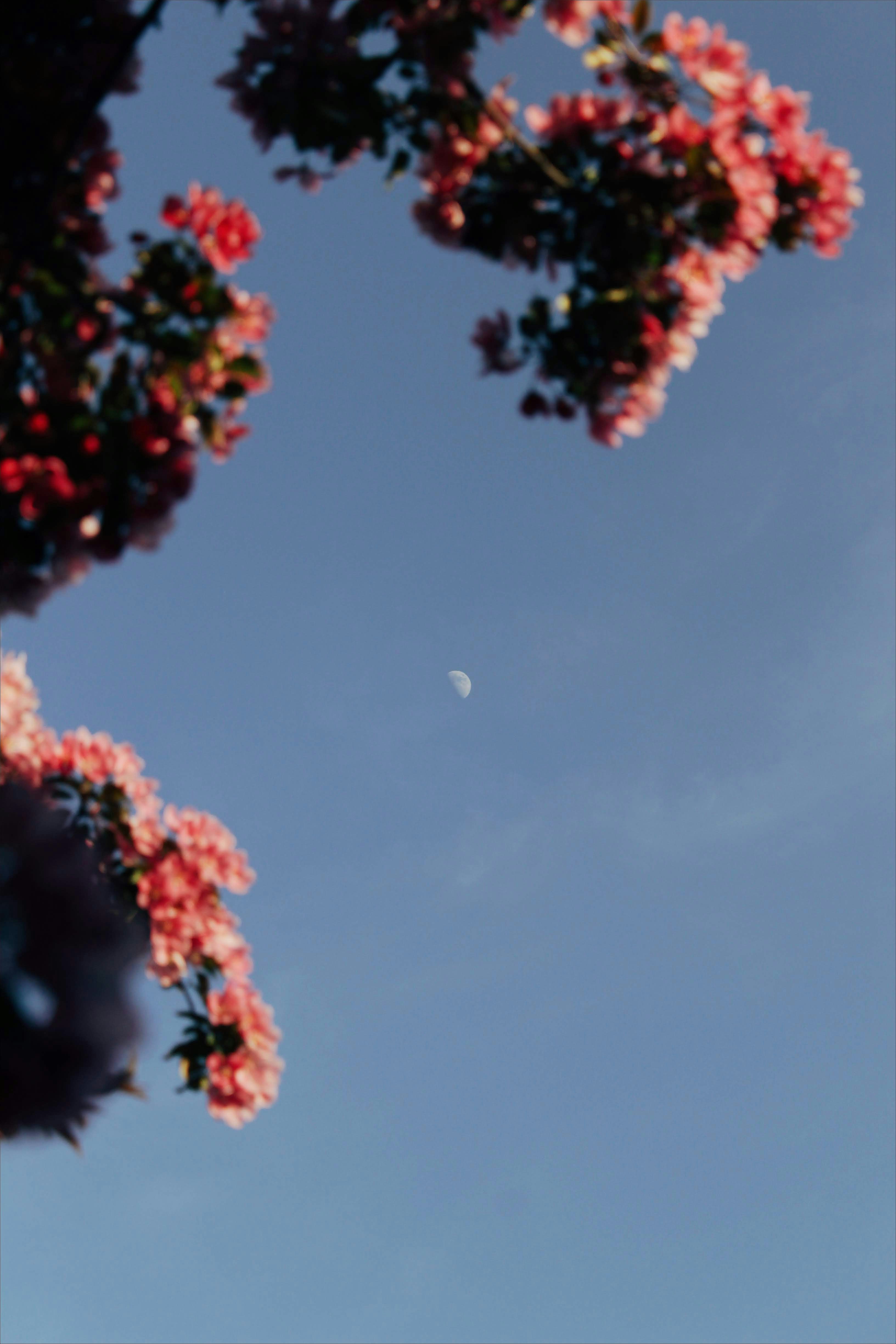 a view of the moon through the branches of a tree