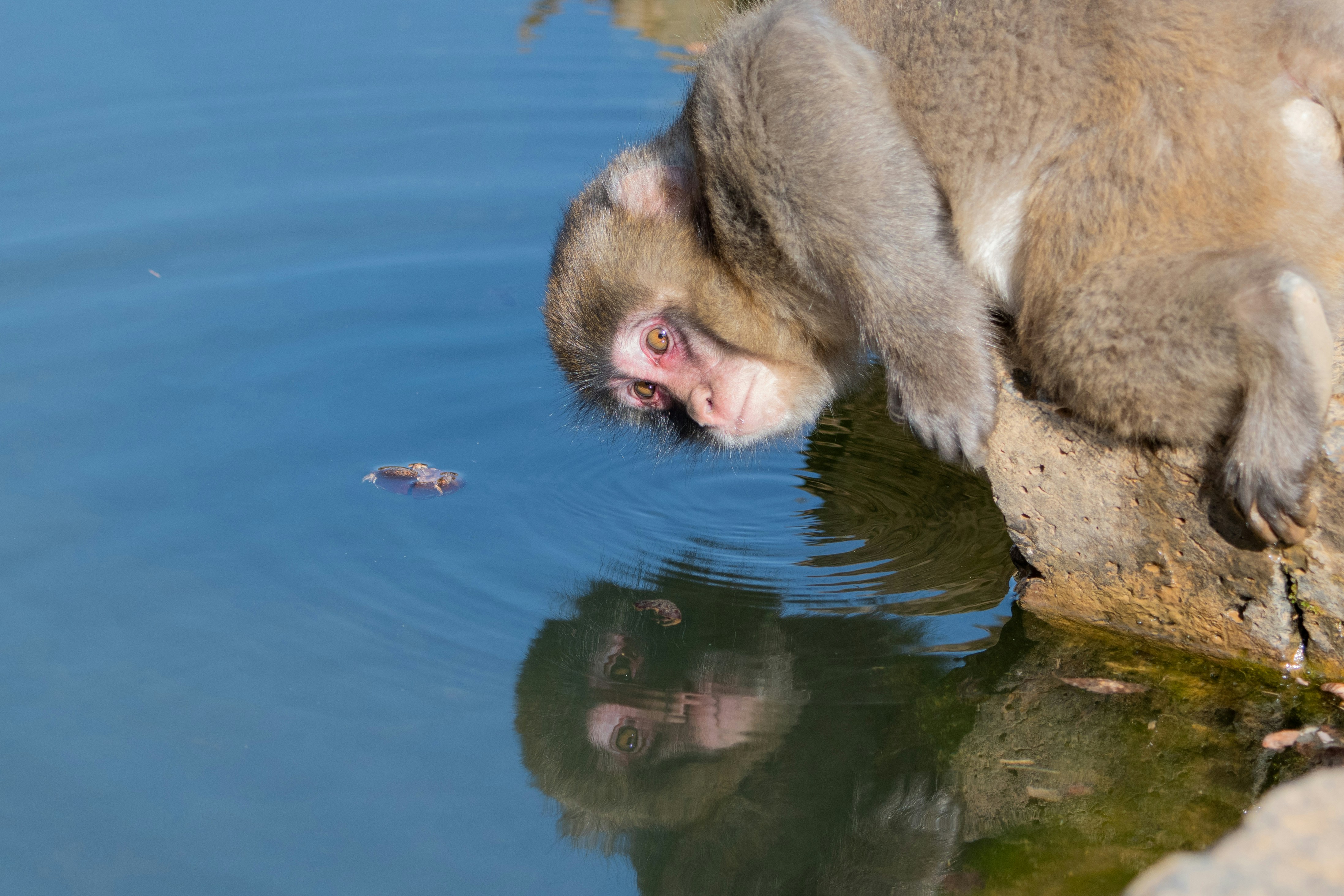 Young monkey took a glance at a photographer after he had drunk water at the edge of the pond.