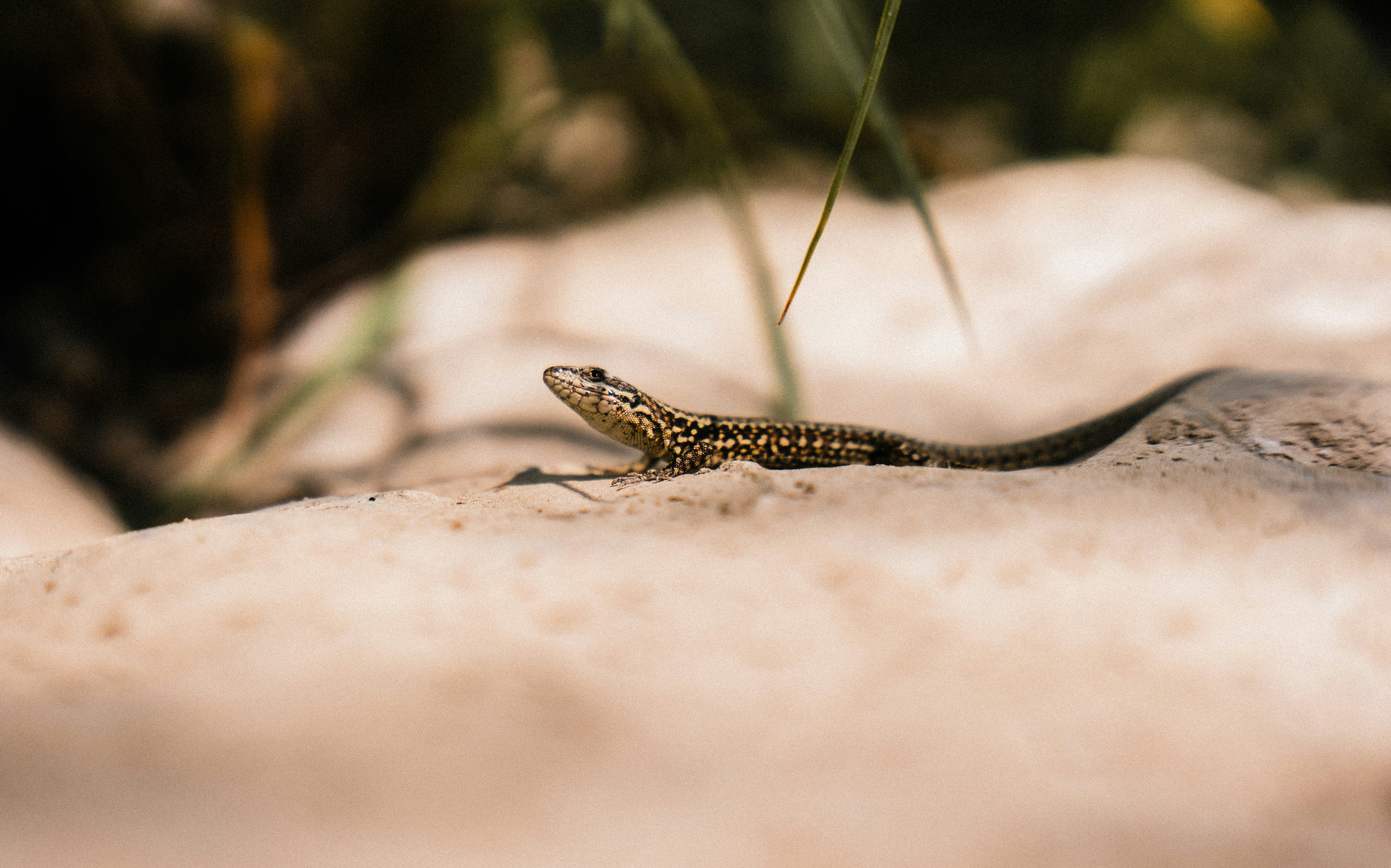 A lizard that is laying down on the ground photo – Free Beige Image on ...
