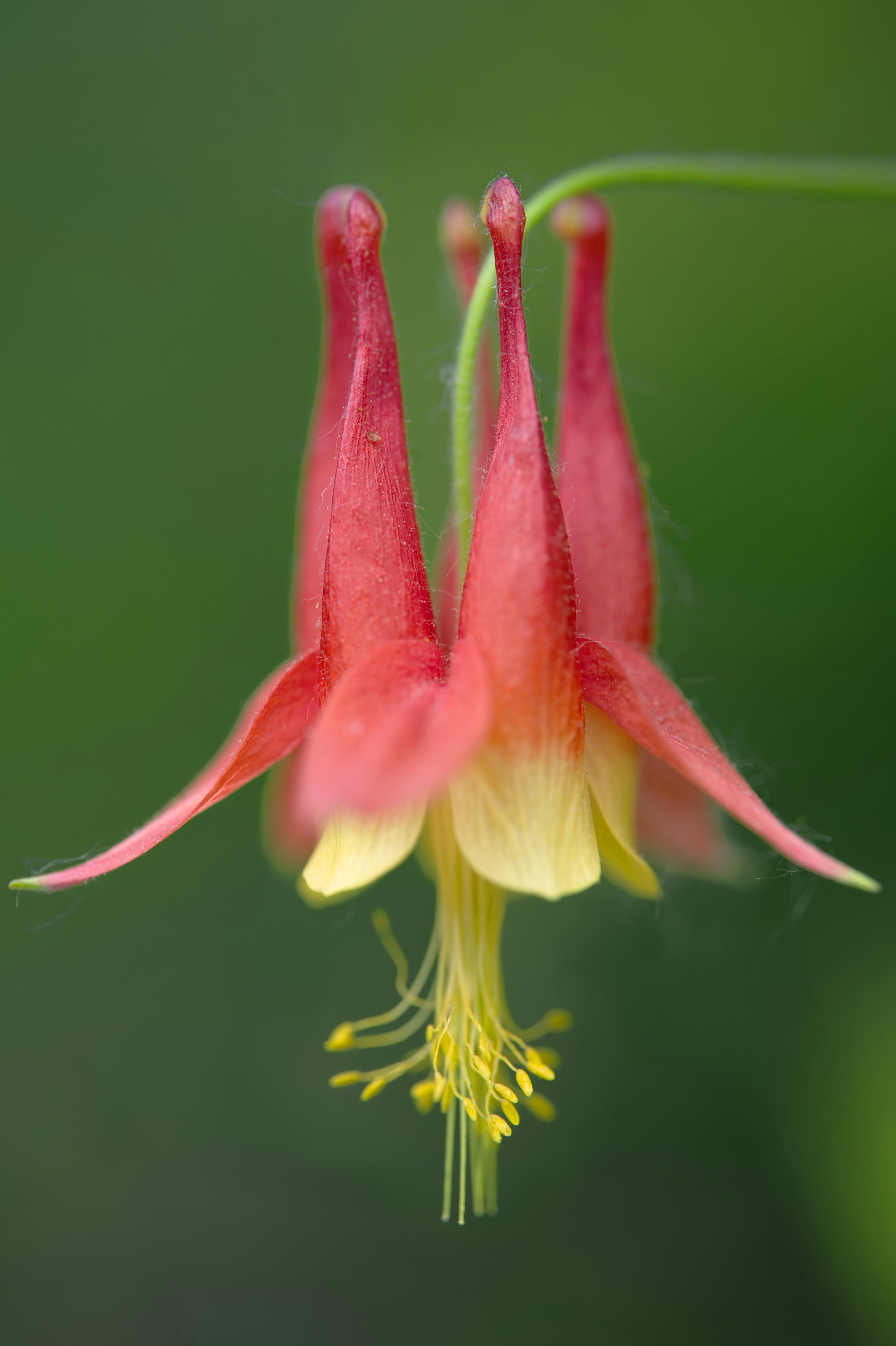 Wild Flowers | 24 best free flower, plant, blossom and qc photos on ...