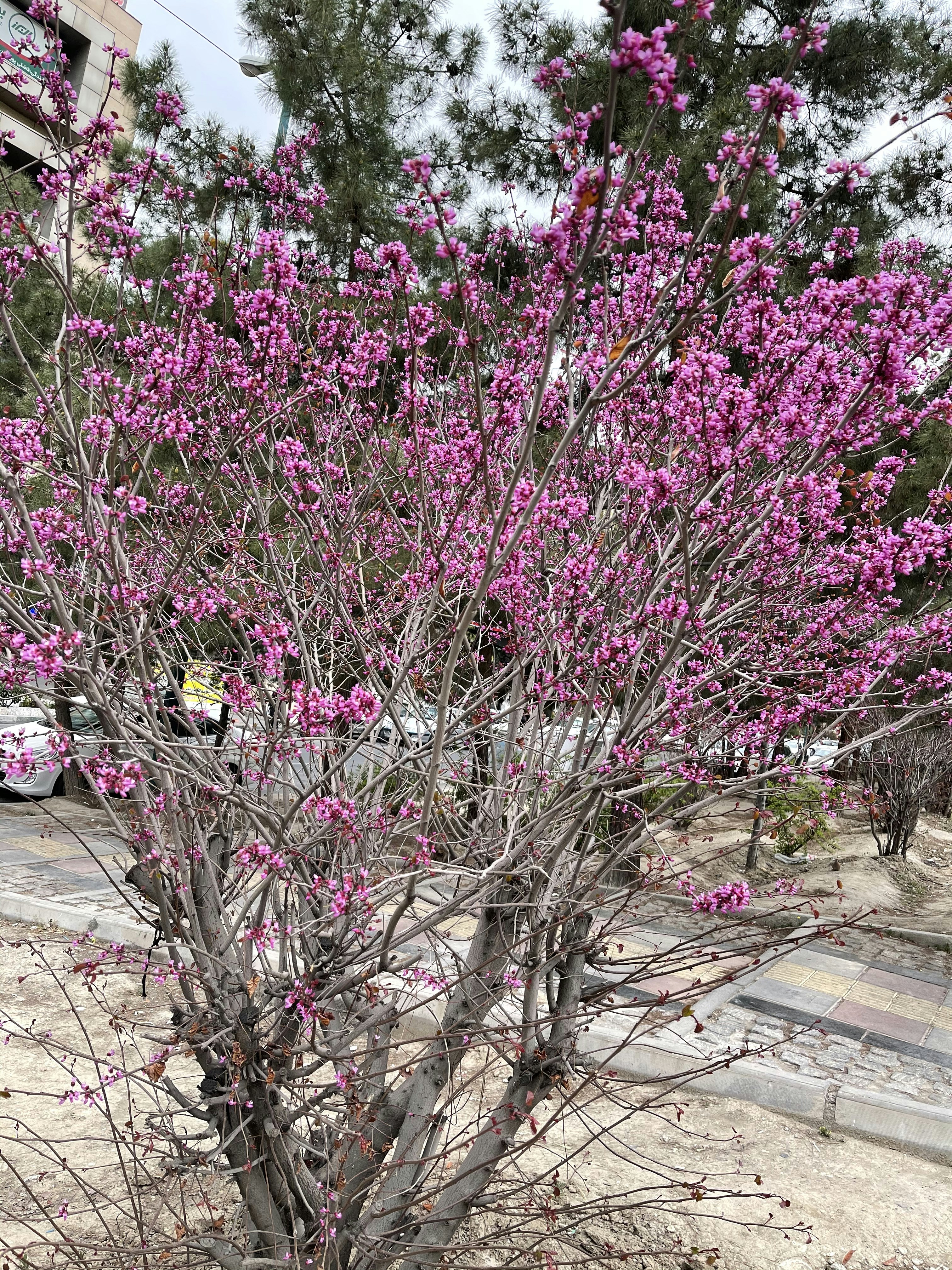 a small tree with purple flowers in a parking lot