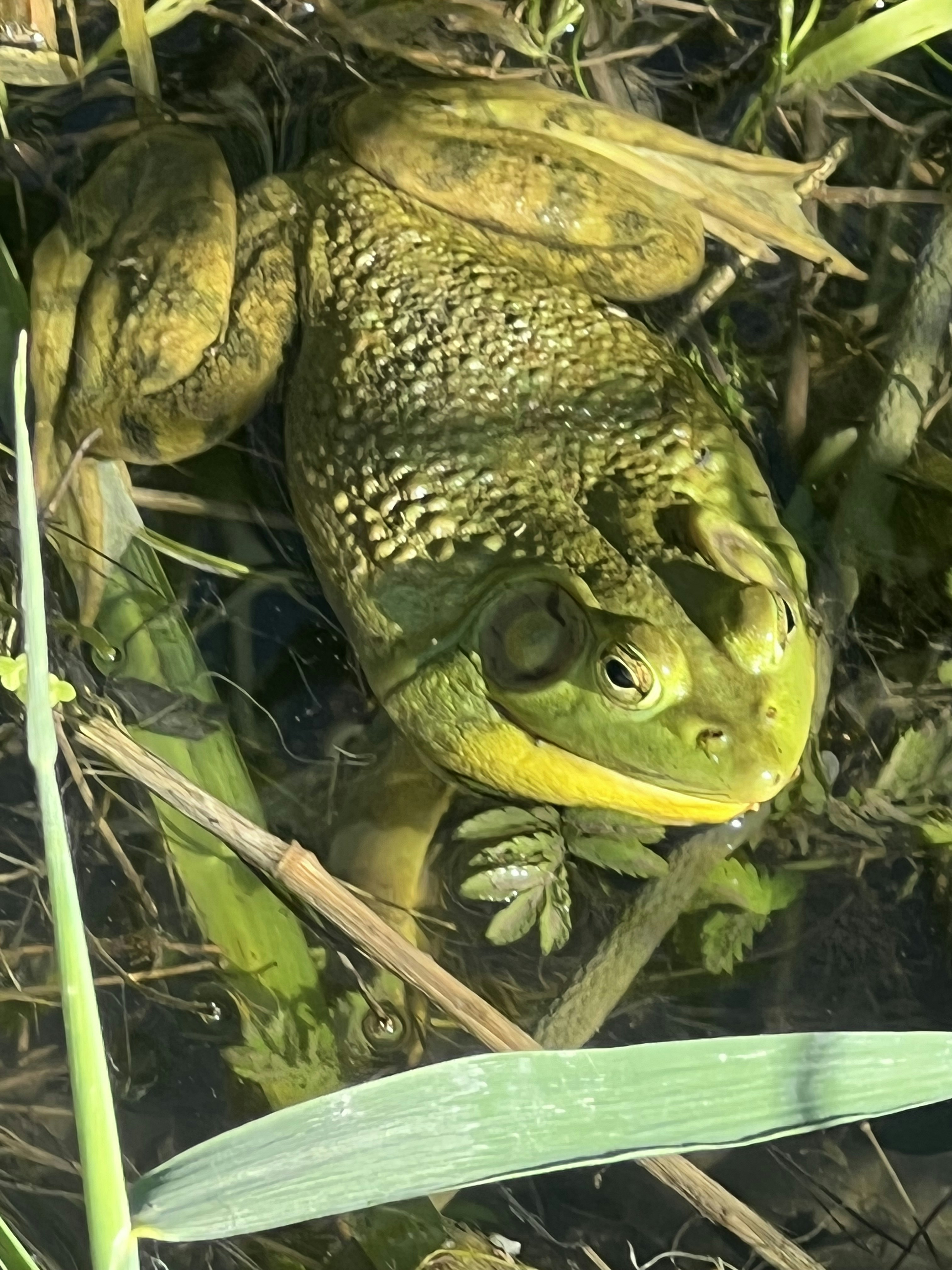 A frog that is laying down in the water photo – Free Bull frog Image on ...
