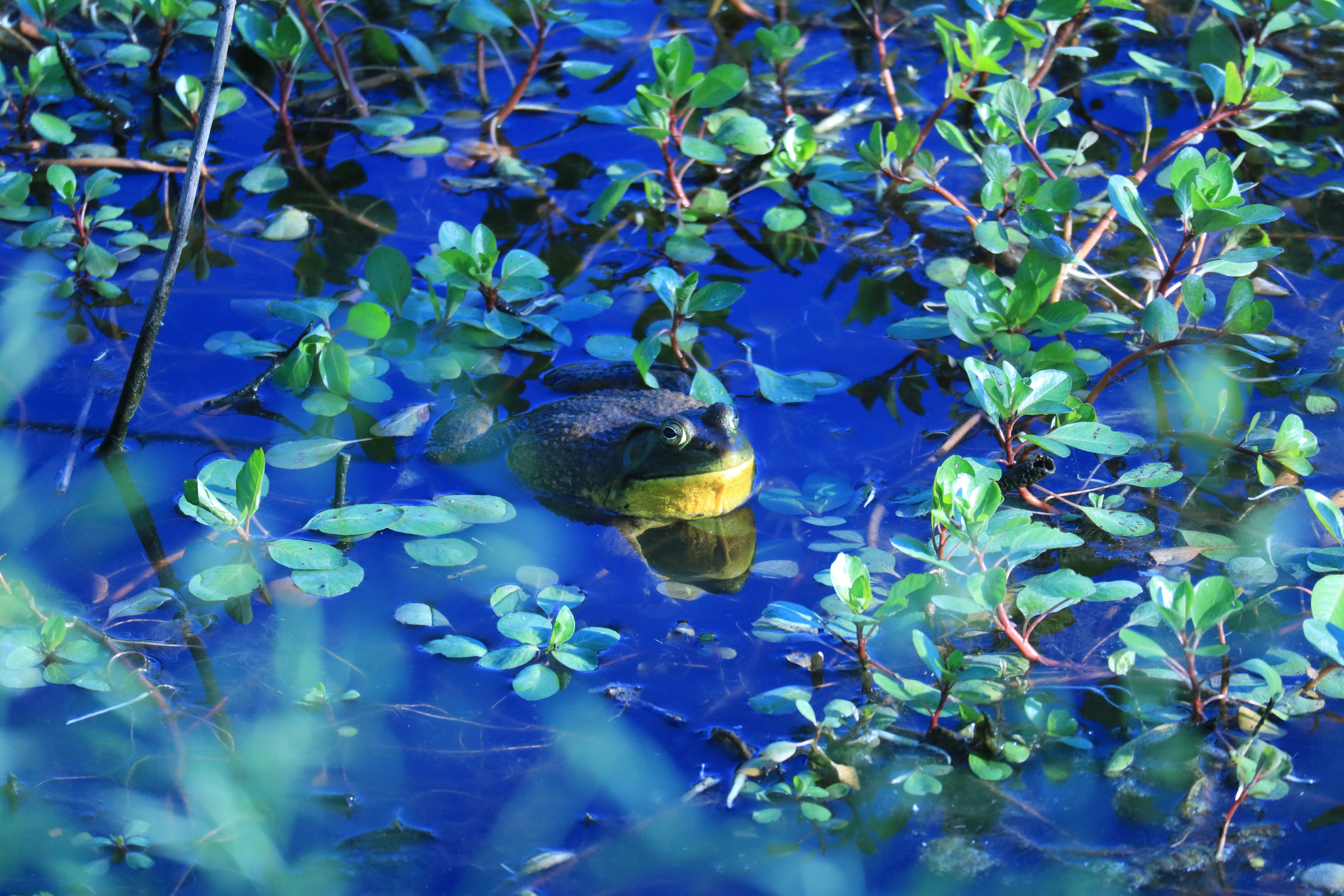 Secretive Duck Amid Blue Reflections