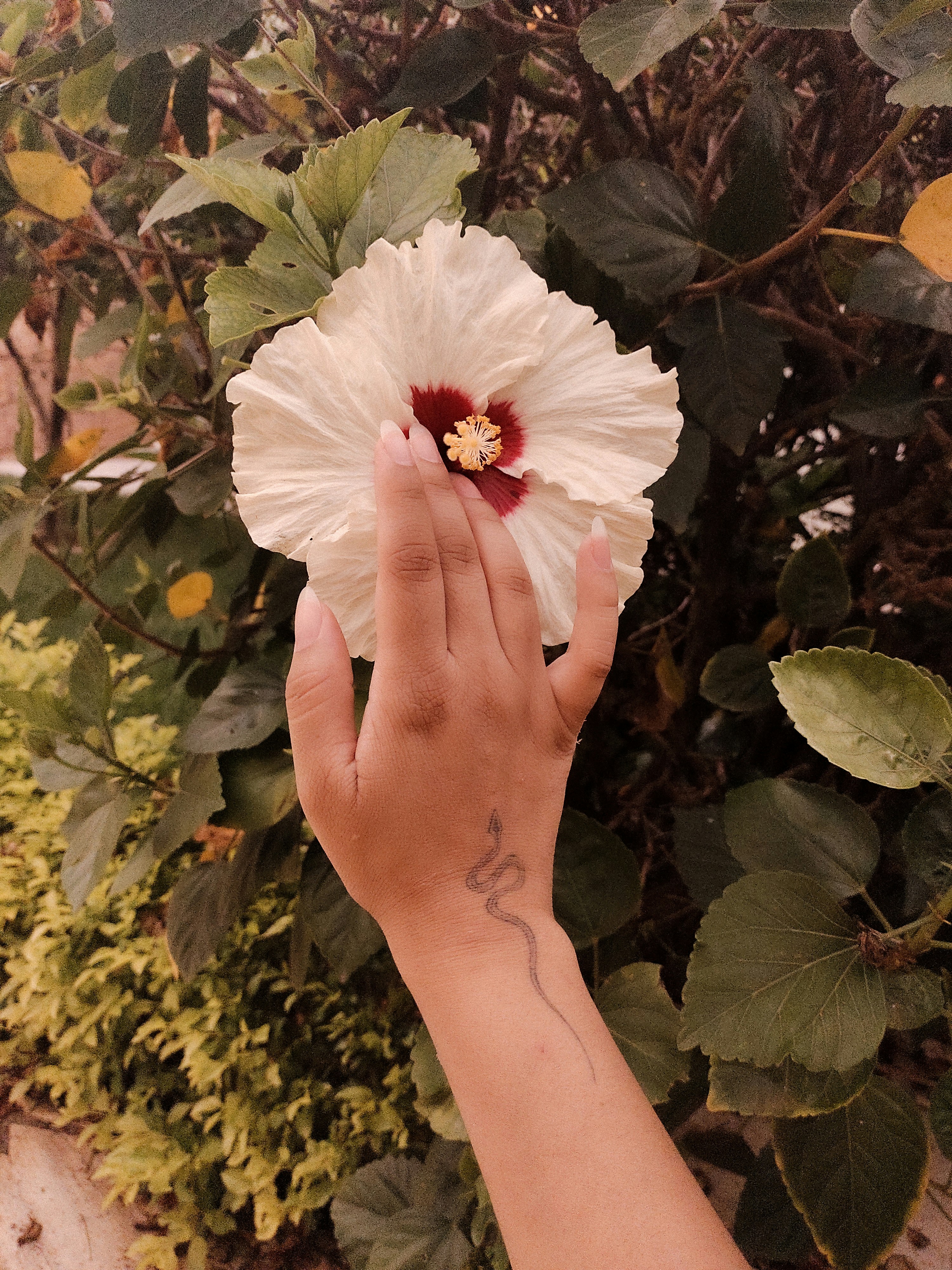 Crimson-centered Hibiscus Cradled by a Sunlit Hand