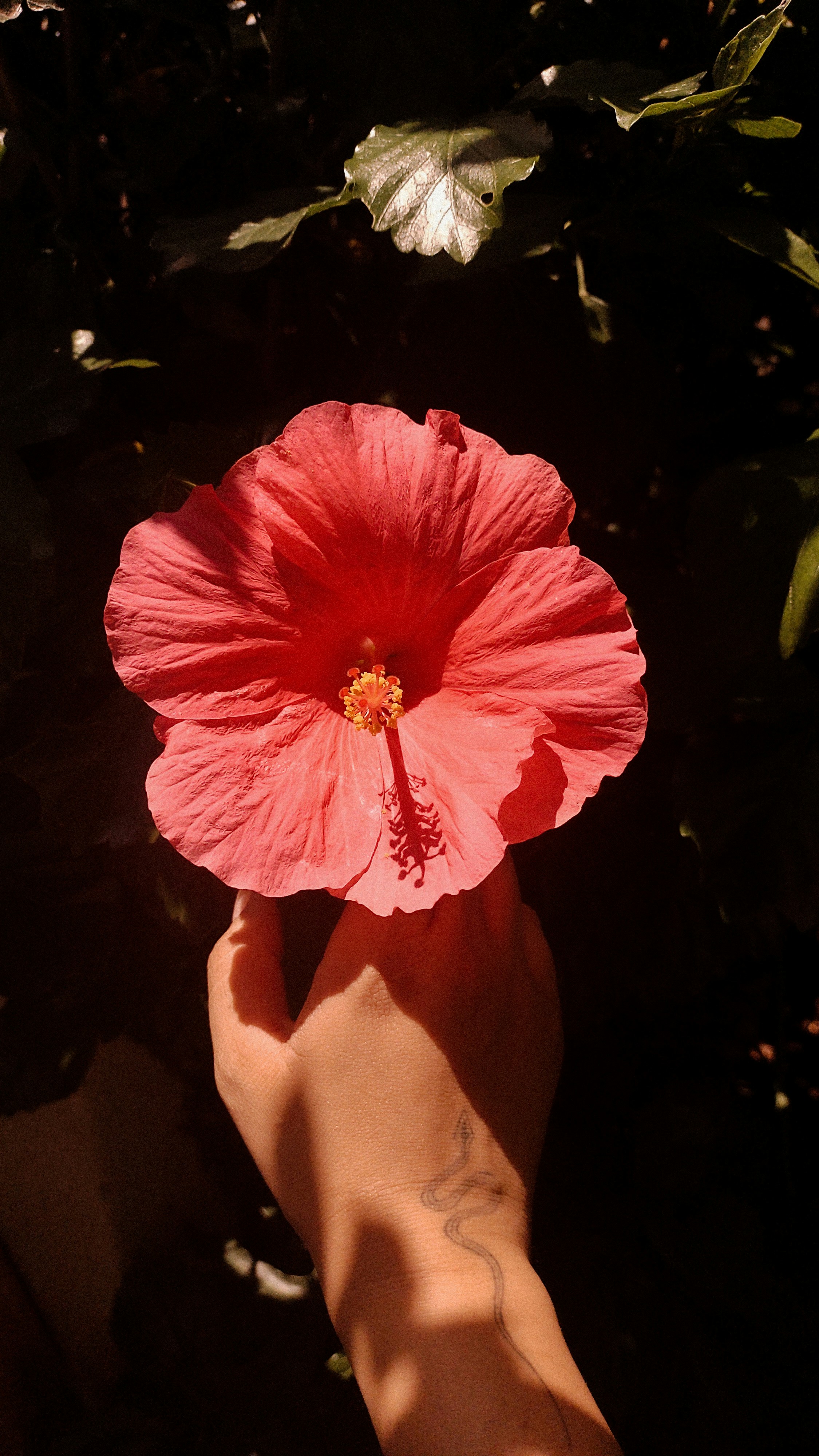 Sunlit Hibiscus: Coral Bloom Held Against a Shadowed Garden