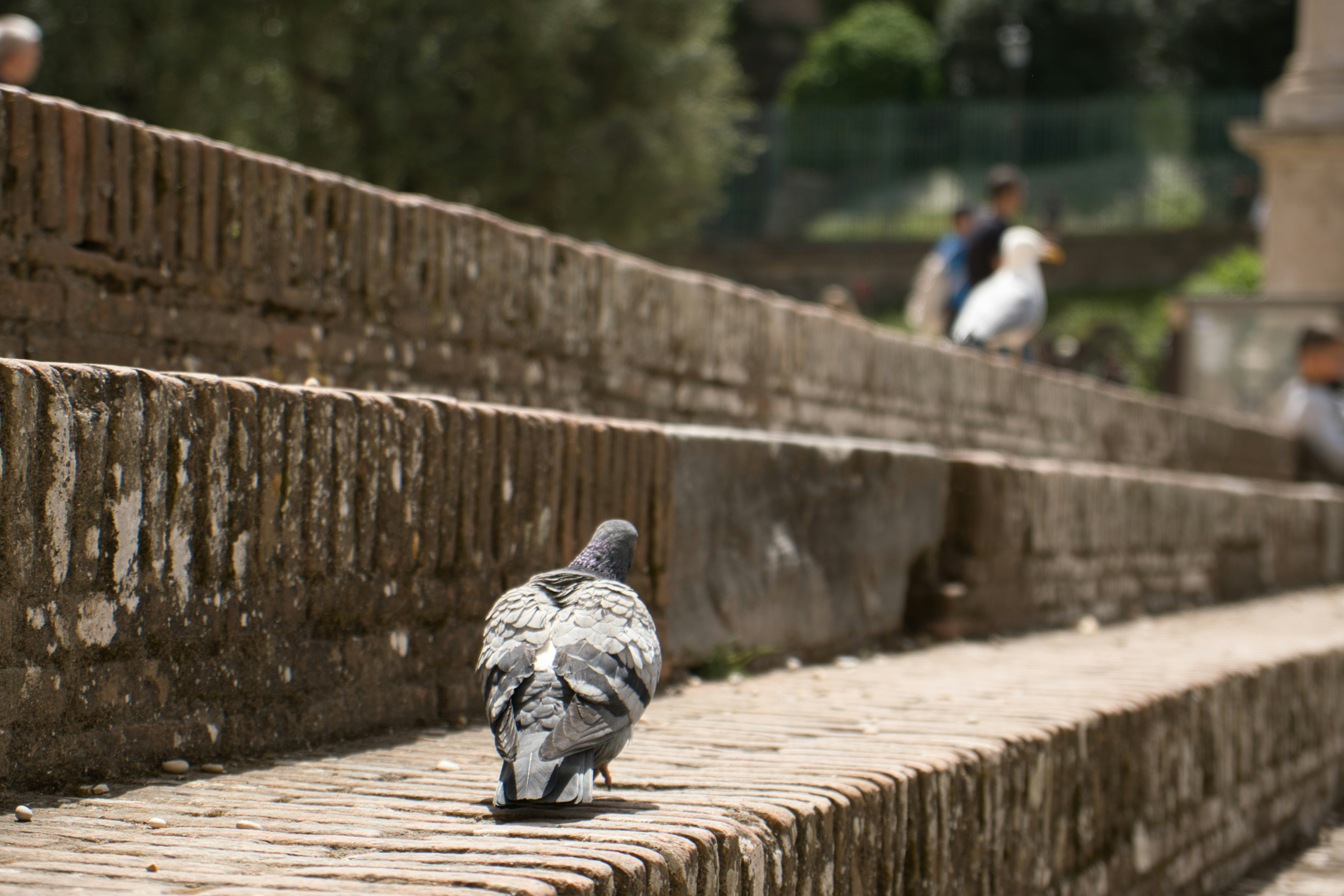 a pigeon sitting on the edge of a brick wall