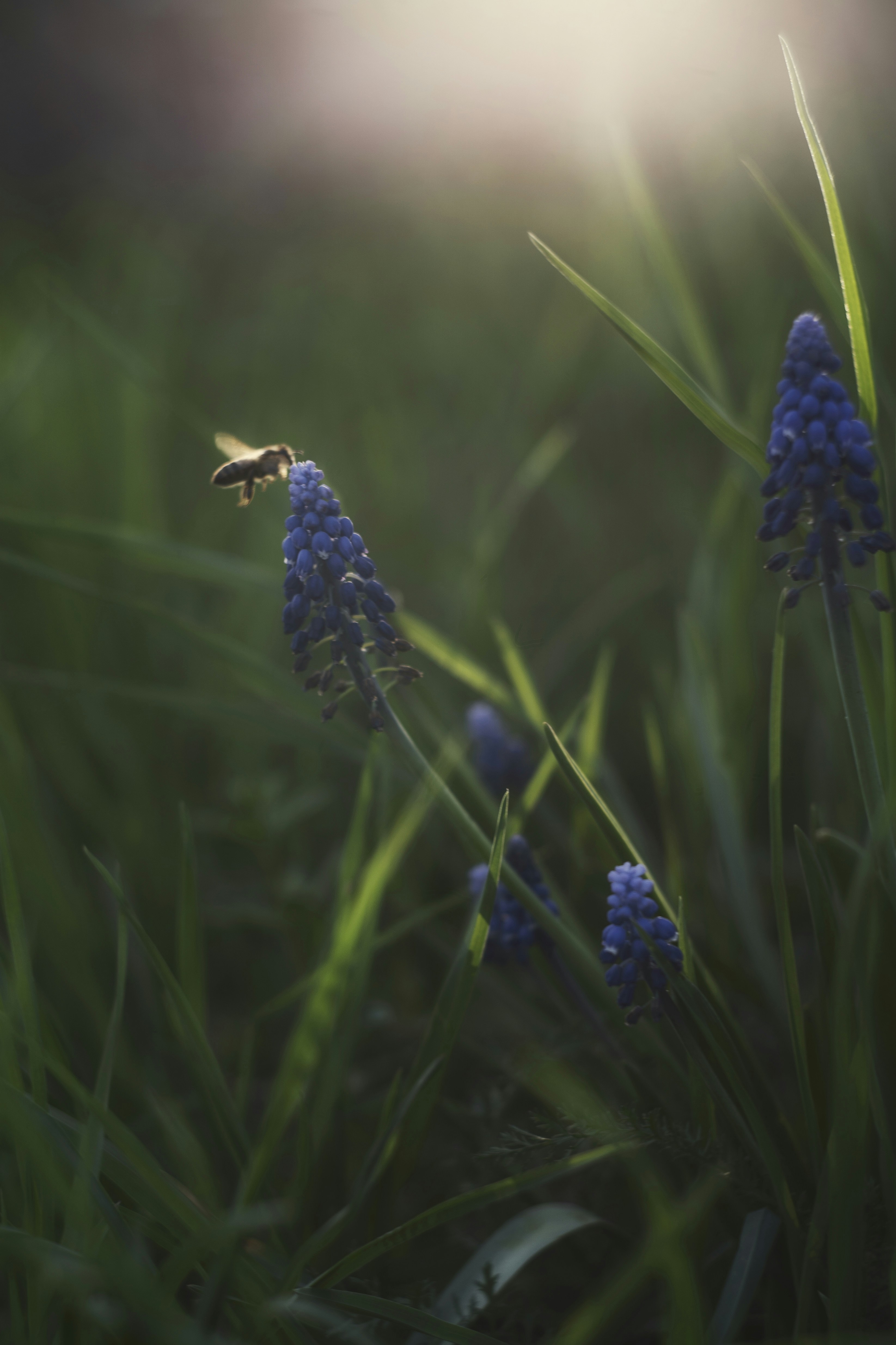 Golden Hour Hover: A Bee Among Violet Grape Hyacinths