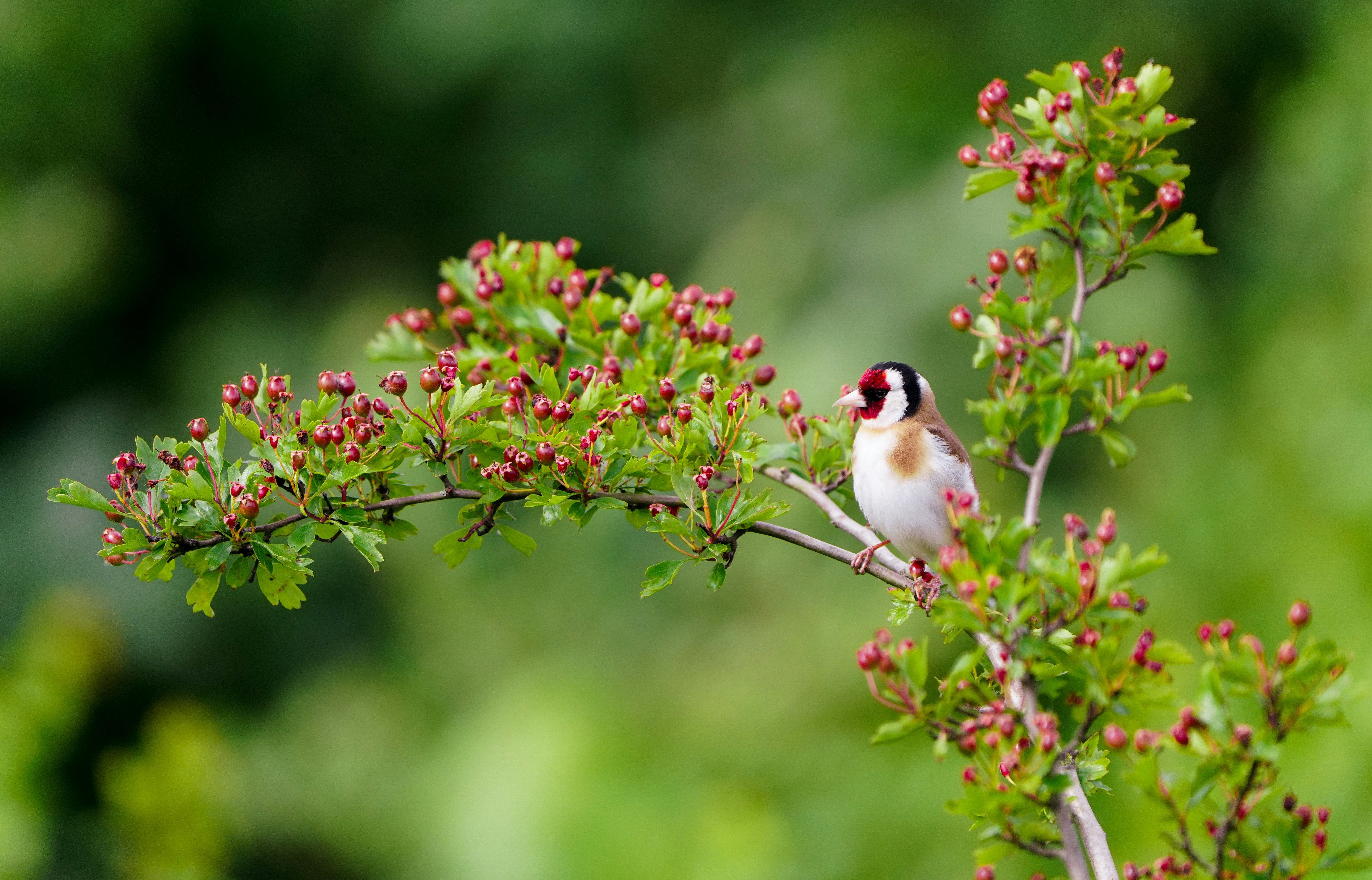 a small bird perched on top of a tree branch