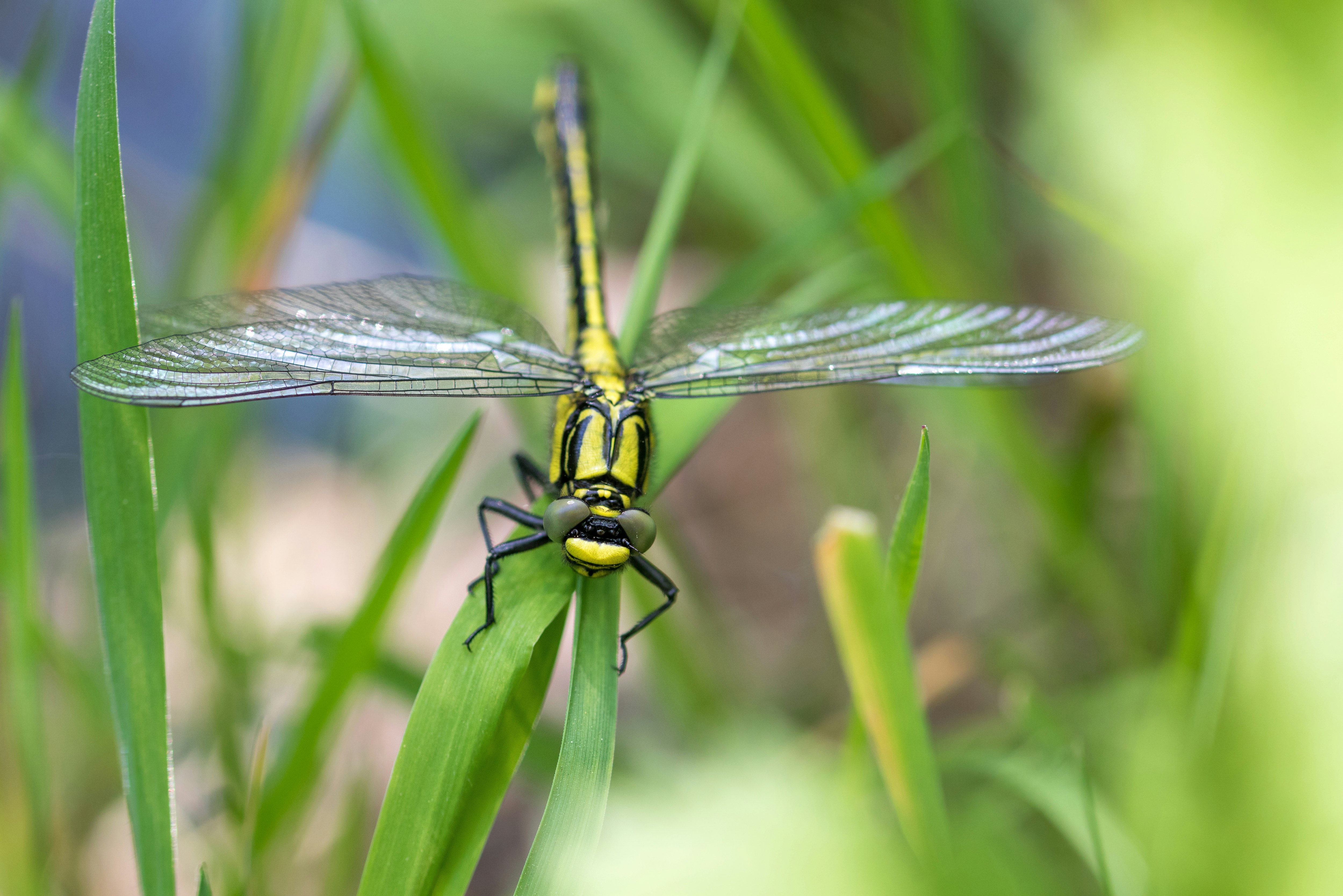 Une libellule jaune et noire assise sur un brin d’herbe photo – Photo ...
