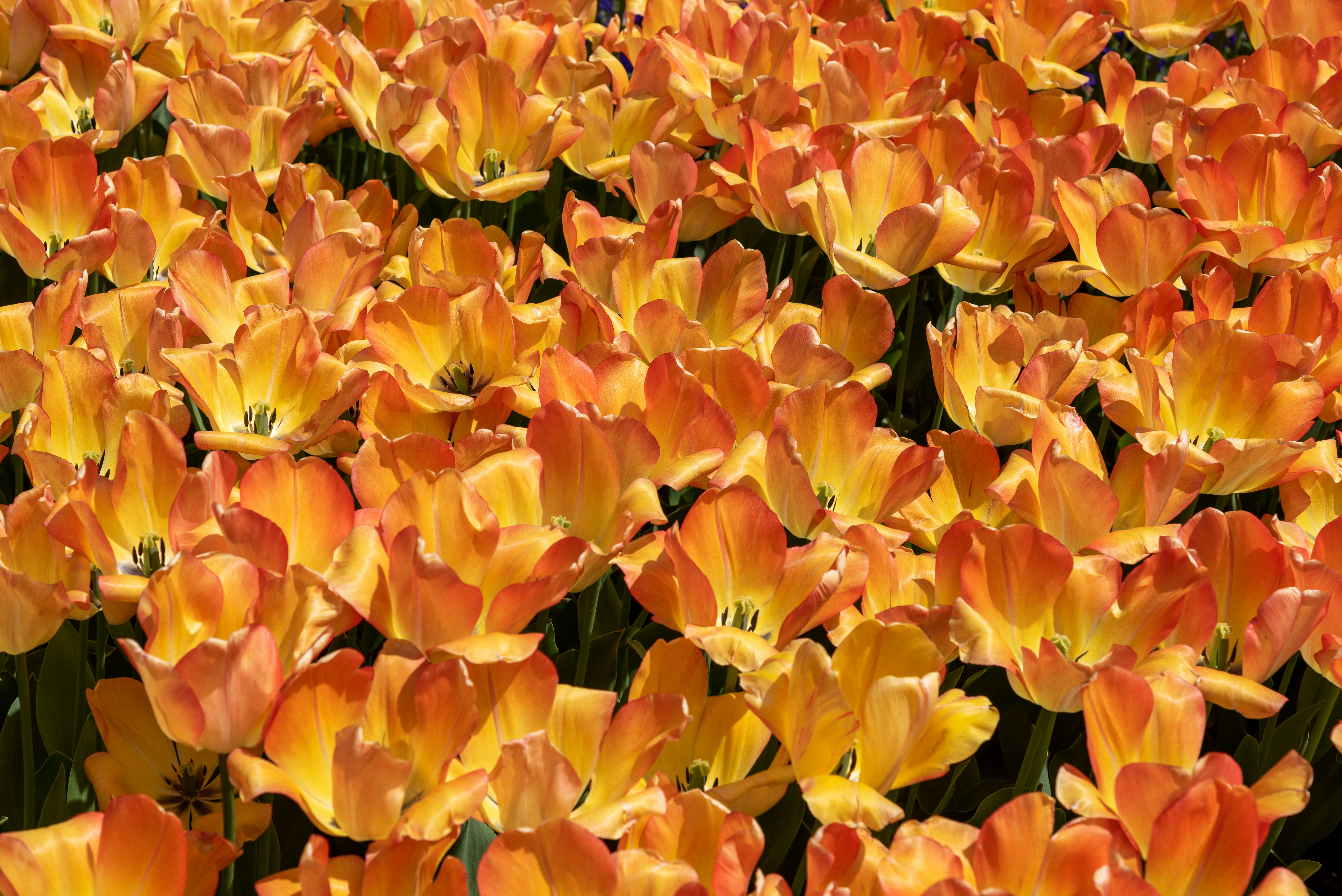 Sunlit Tulip Quilt: A Bold Field of Orange Blooms