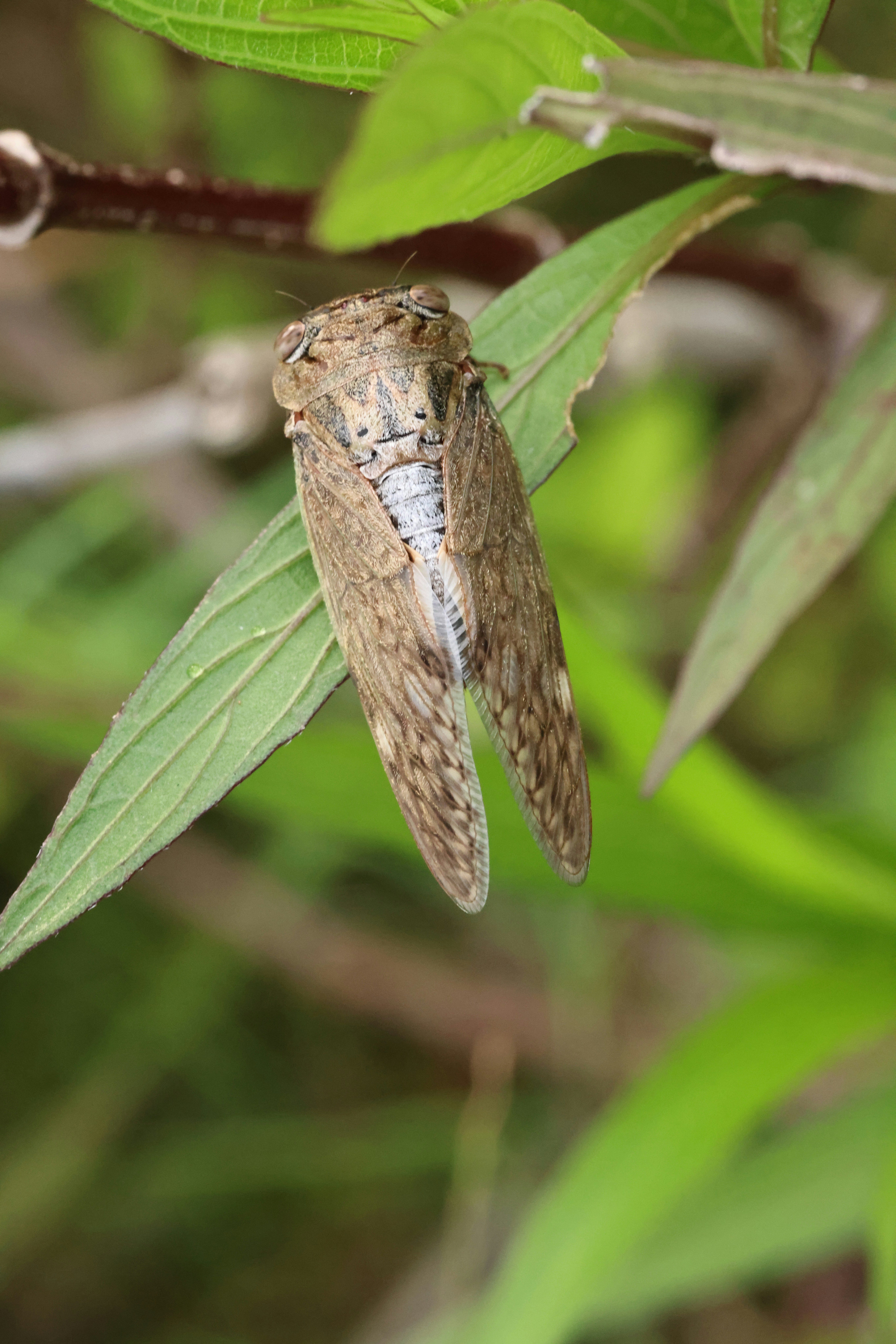 Texture-rich close-up of a brown hawk moth on foliage