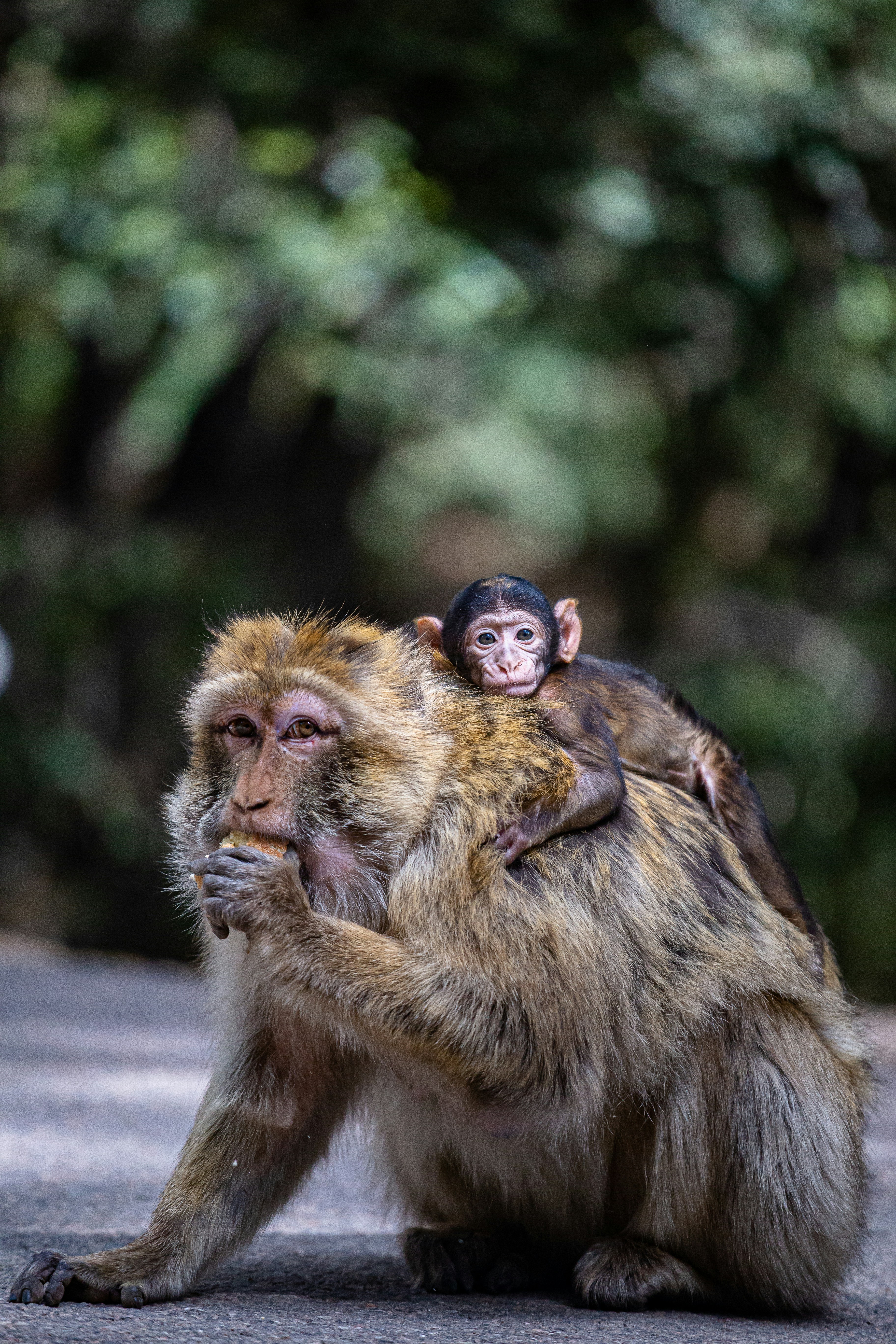 Adult monkey with a baby monkey perched on its back, showcasing a moment of affection in a natural setting.