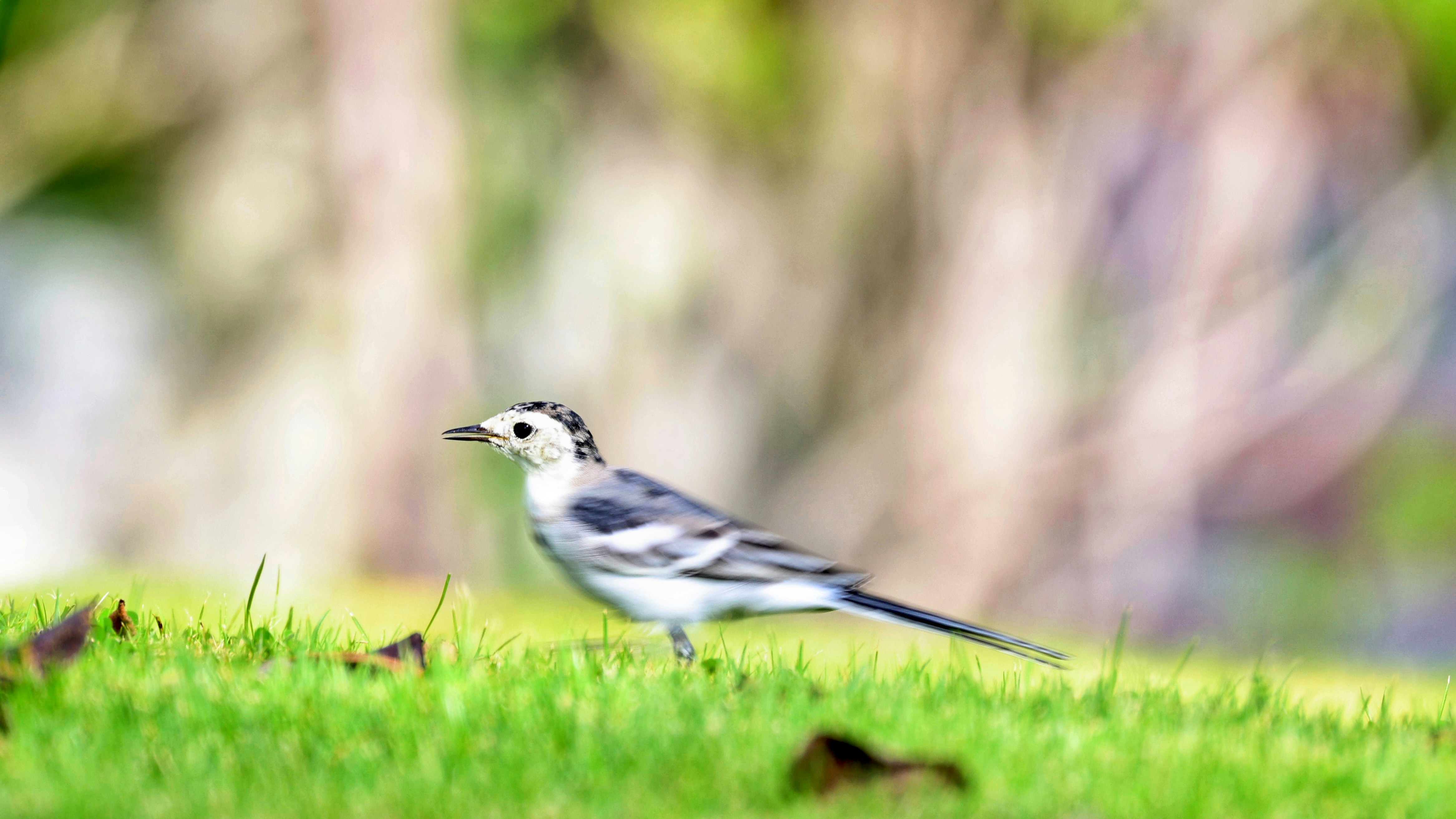 A small bird standing on top of a lush green field photo – Free Bird ...