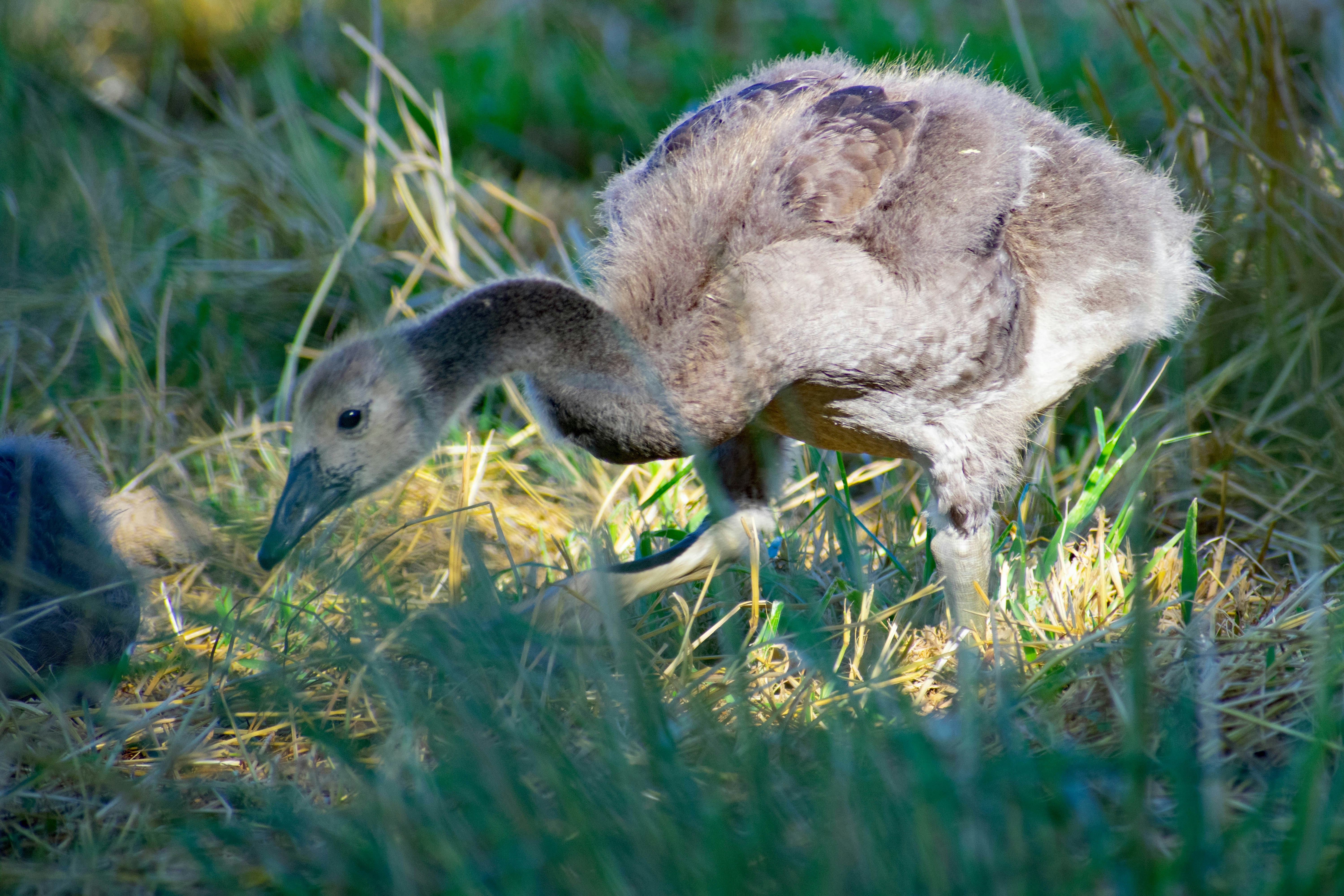 A young bird foraging in a sunlit patch of grass, showcasing its delicate features and natural curiosity.