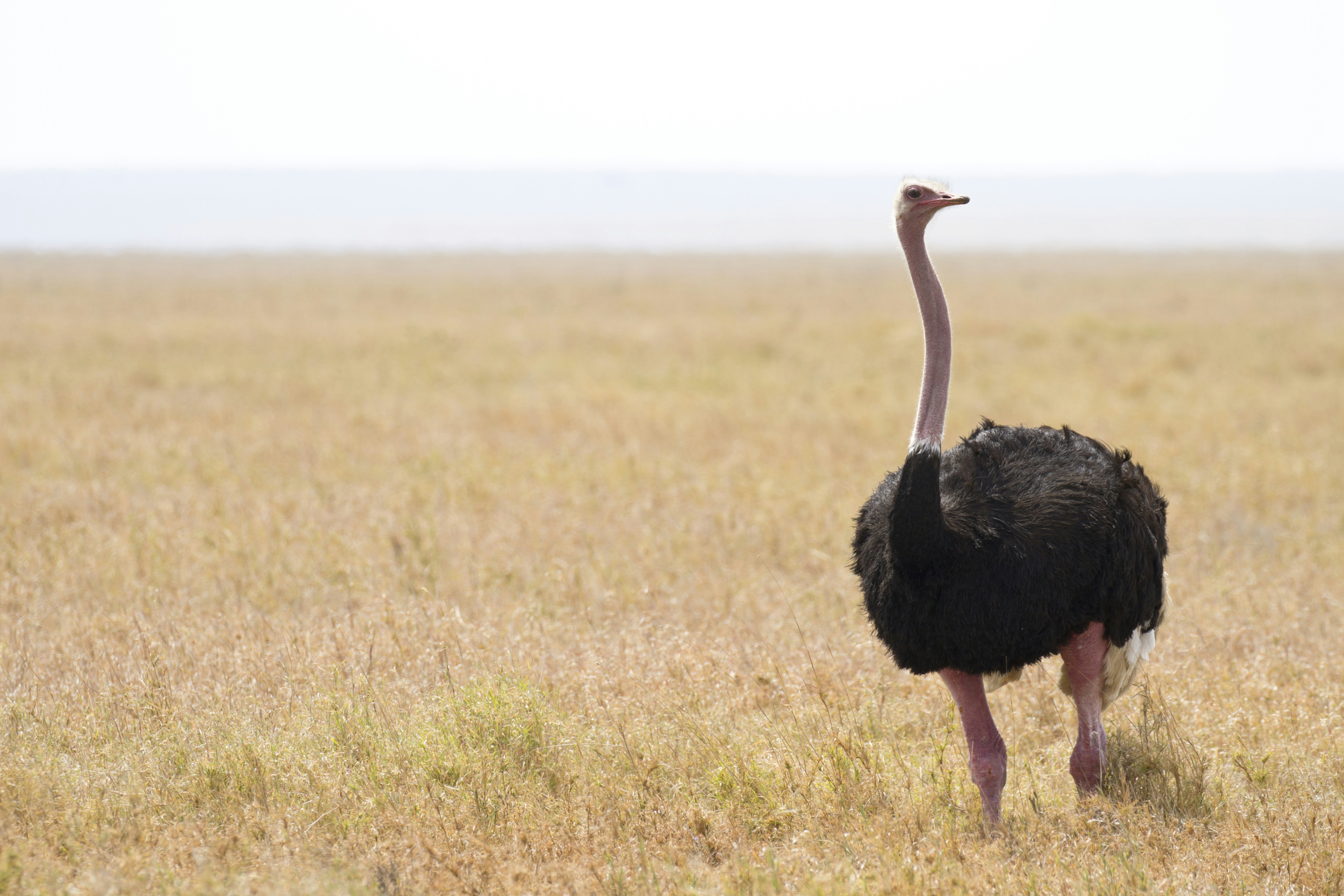 Une autruche debout au milieu d’un champ photo – Photo Autruche ...