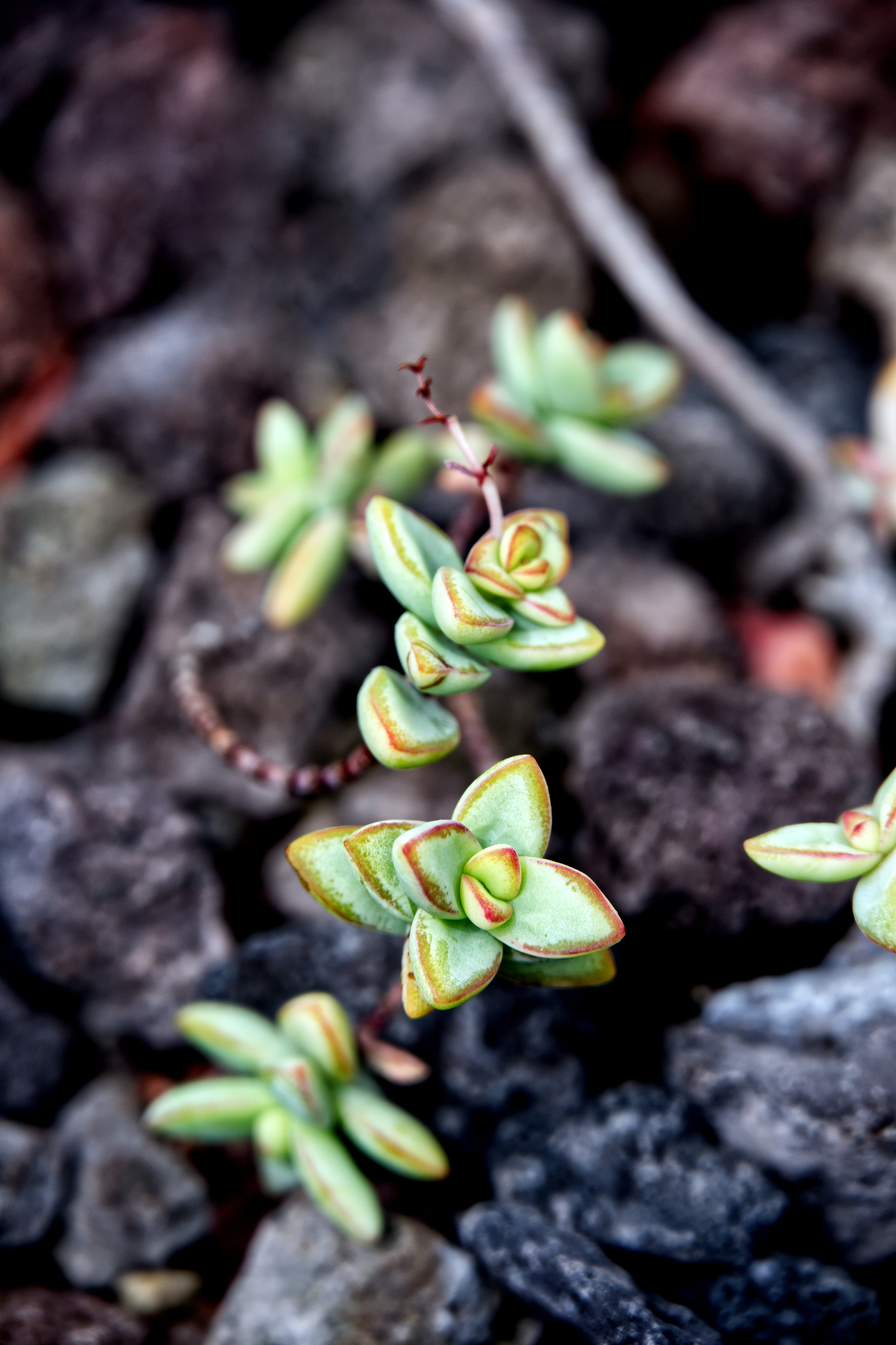 A succulent plant, growing between the rocks. 