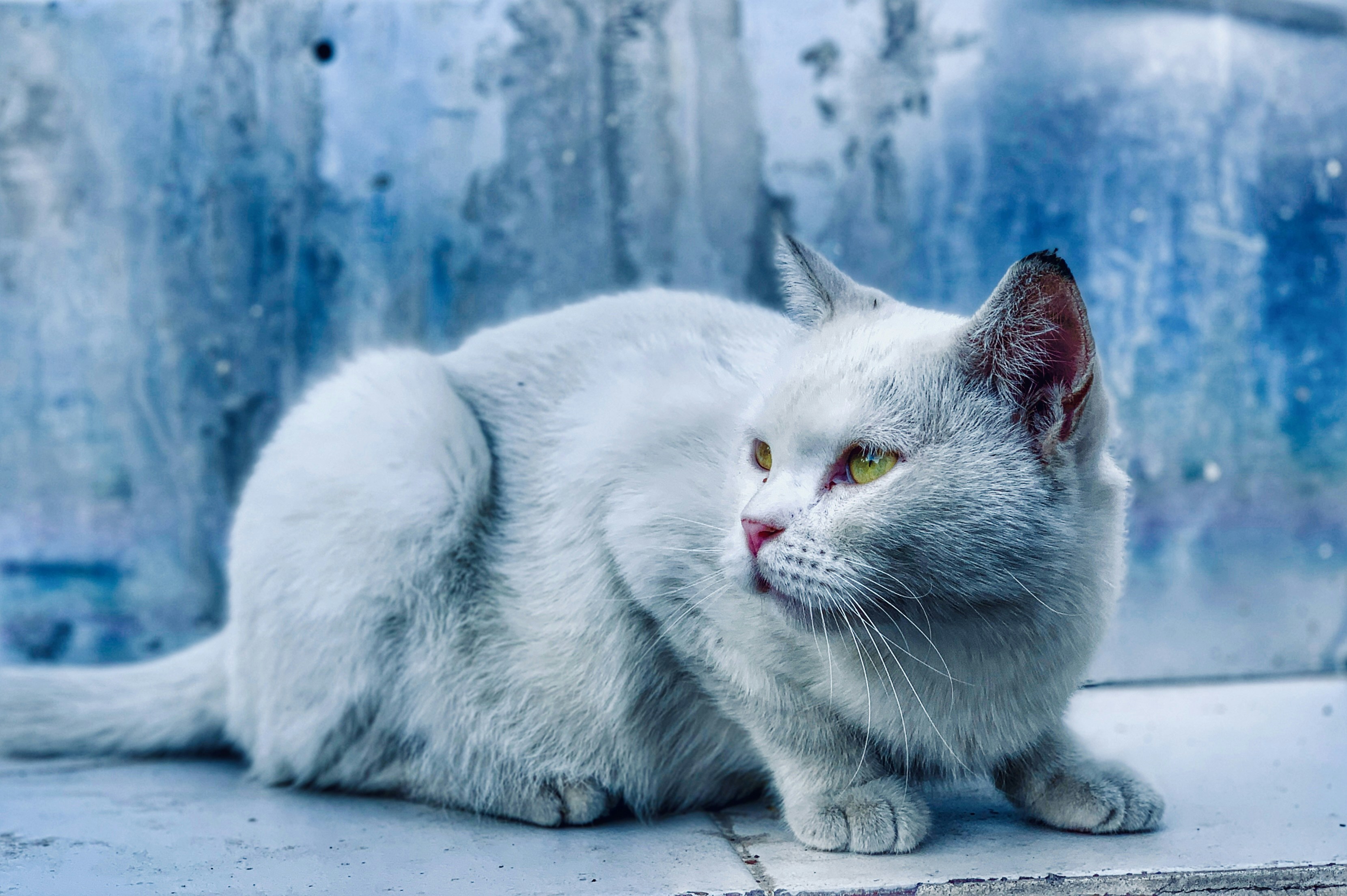 Silvery Cat at Rest Against a Frost-Blue Wall