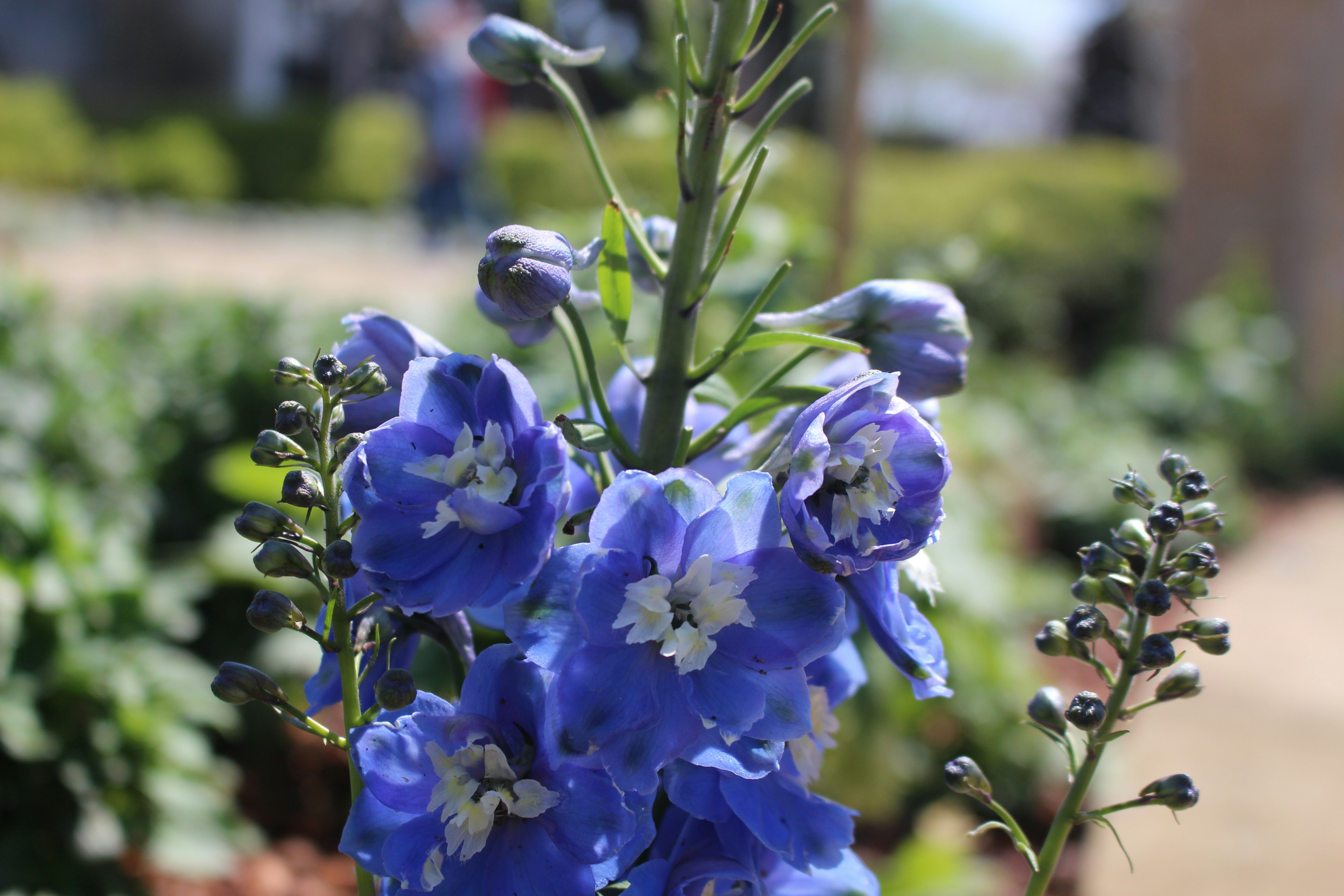 A close up of a blue flower in a garden photo – Free The dallas ...