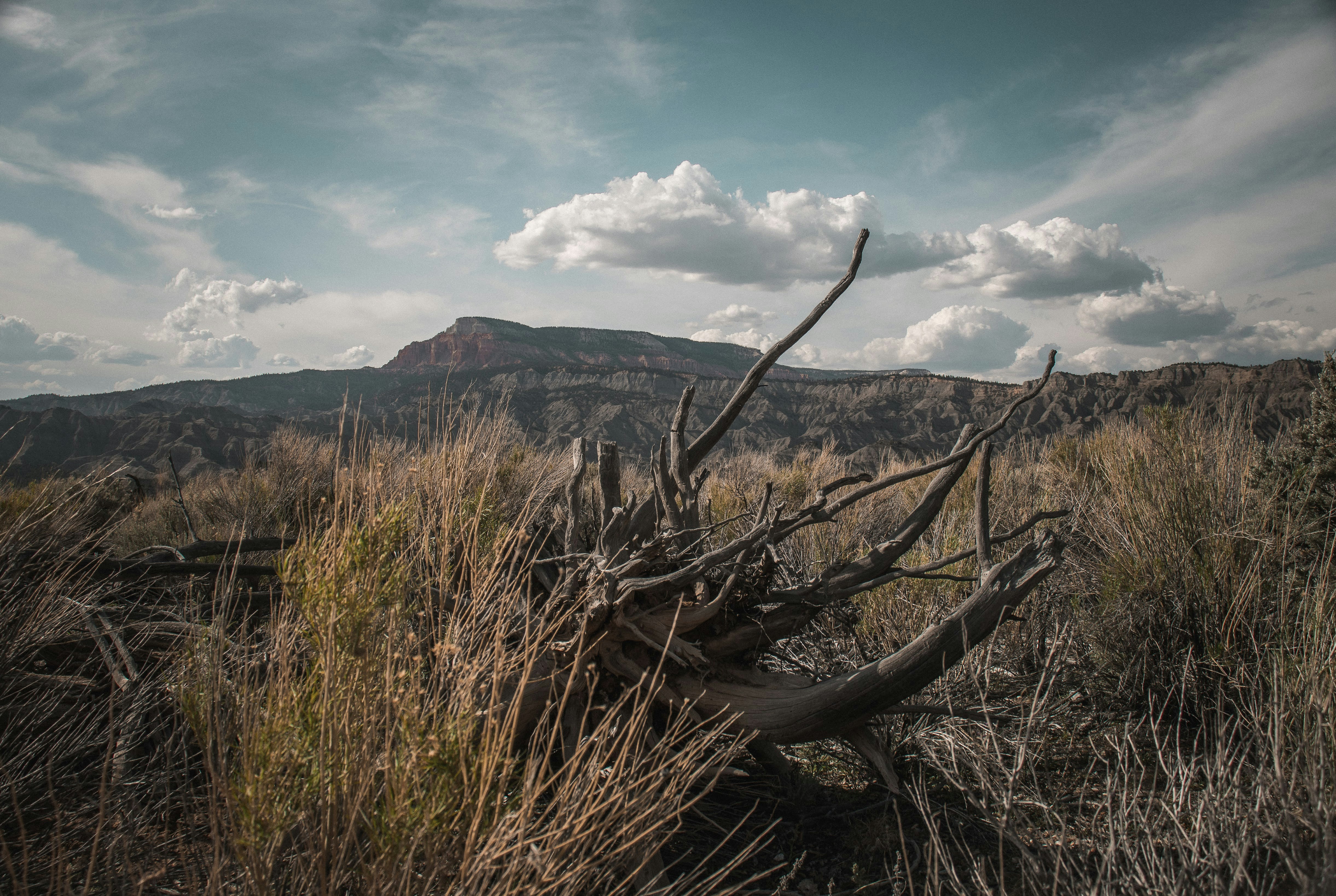 Desolate Canyon Crest: Weathered Driftwood Before Wide Skies