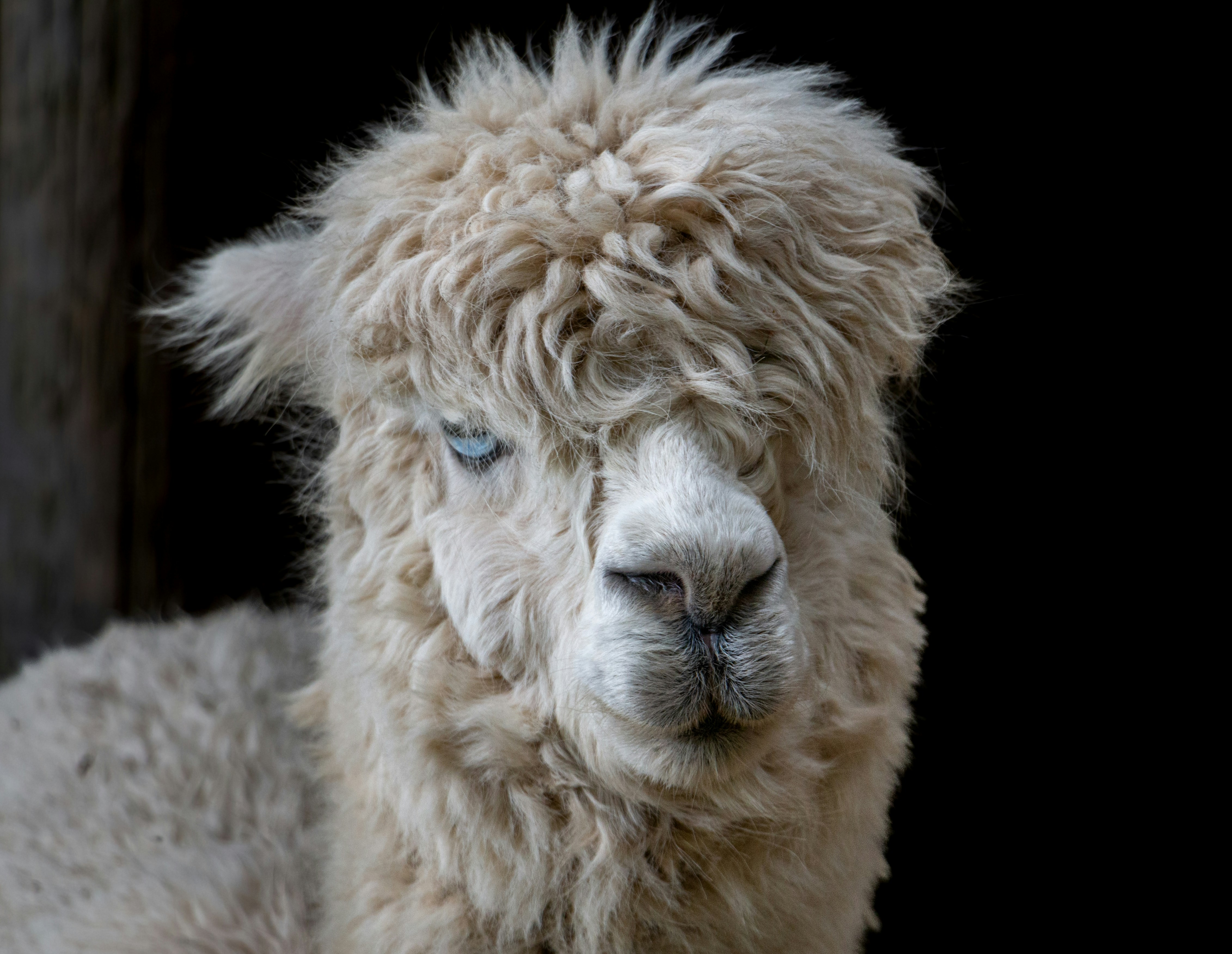 Alpine Gaze: Close-Up of a Soft-Headed Alpaca at the Barn Edge