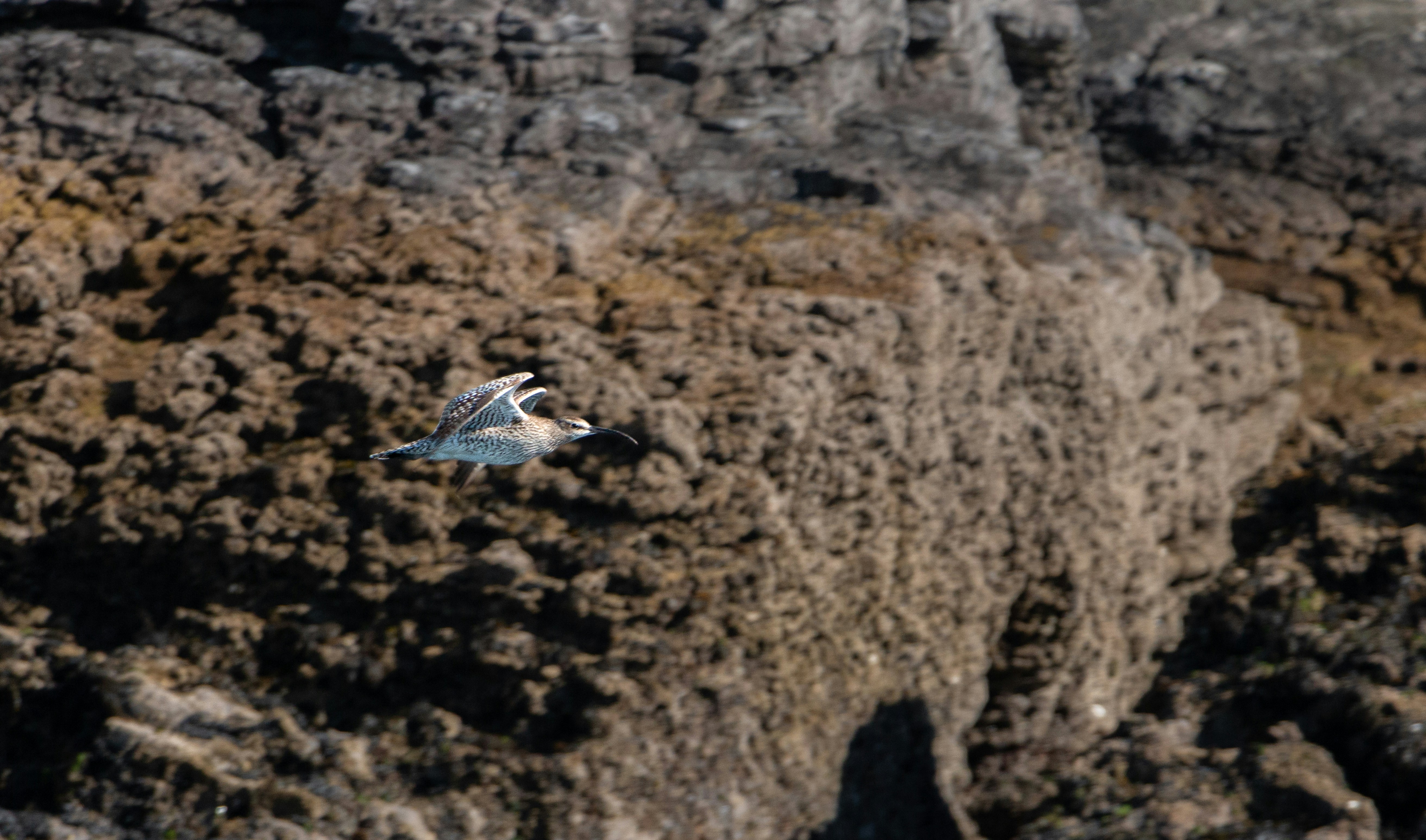 A bird gliding gracefully over rugged coastal rocks, showcasing the harmony between wildlife and nature's formations.