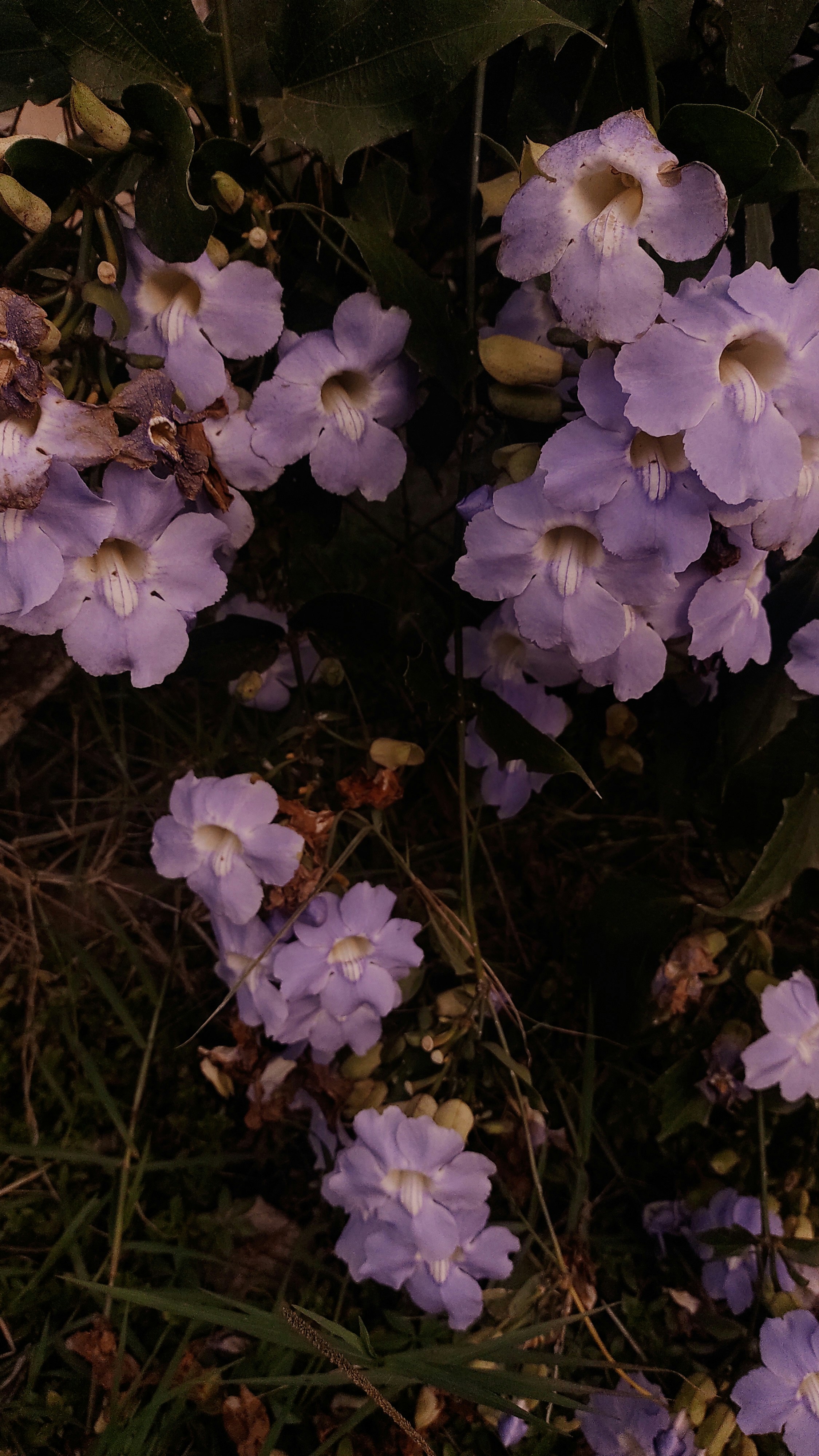 Delicate clusters of purple flowers nestled among green foliage, illuminated by soft evening light.