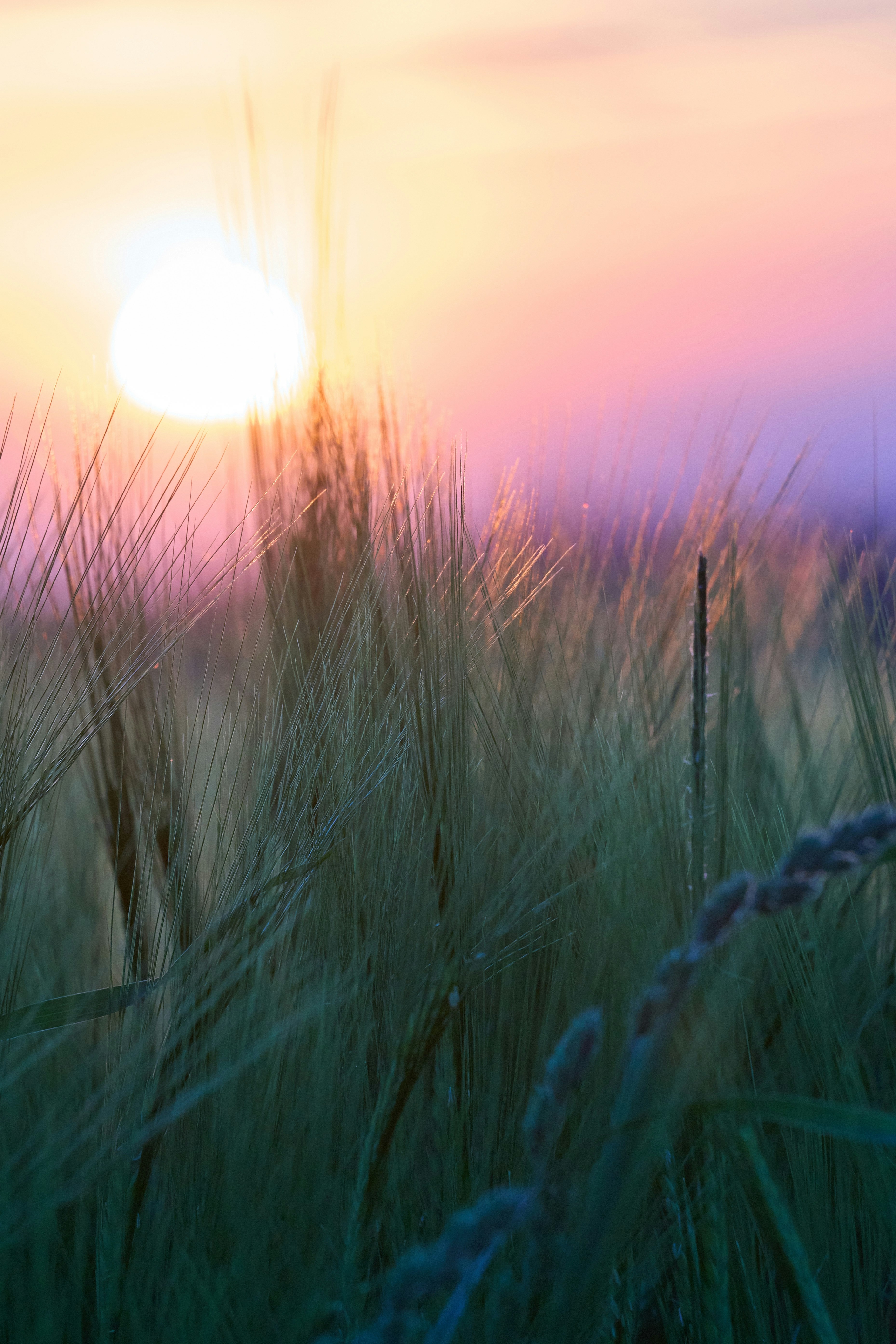 Whispers of Dawn: Nature's Gentle Awakening