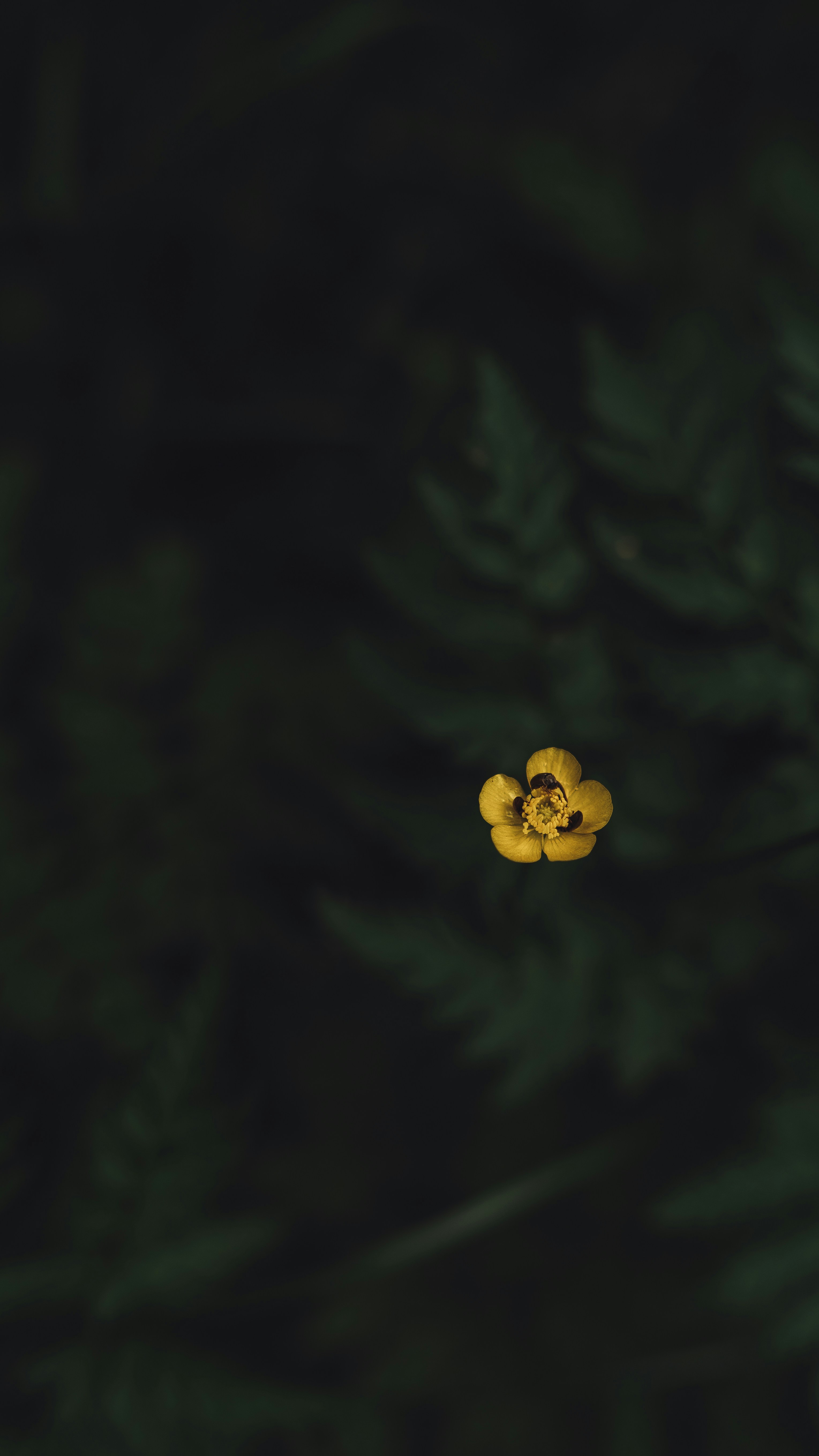 Solitary Golden Bloom in a Velvet Green Abyss