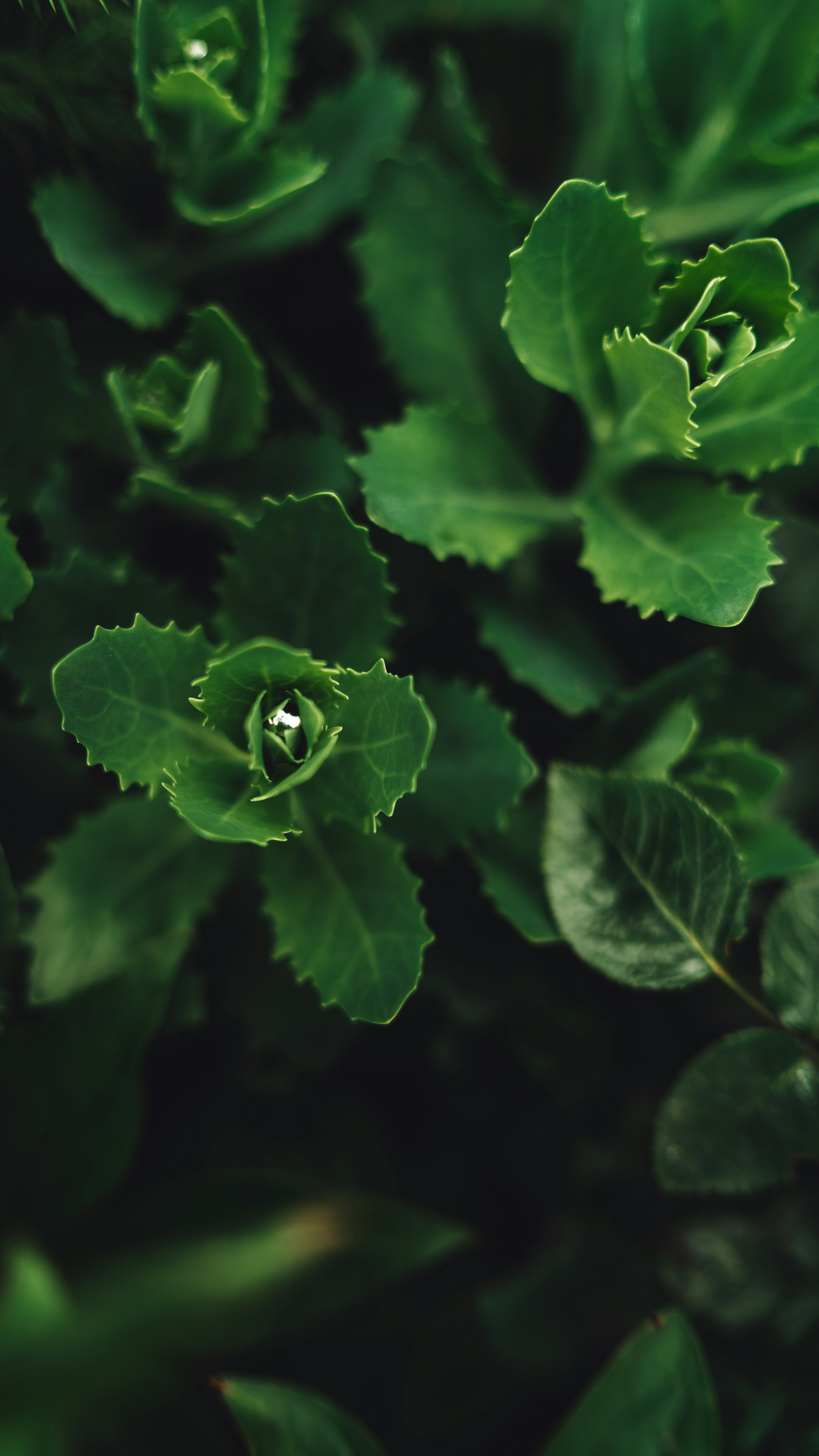 Emerald Rosette: Macro Kale in Quiet Light