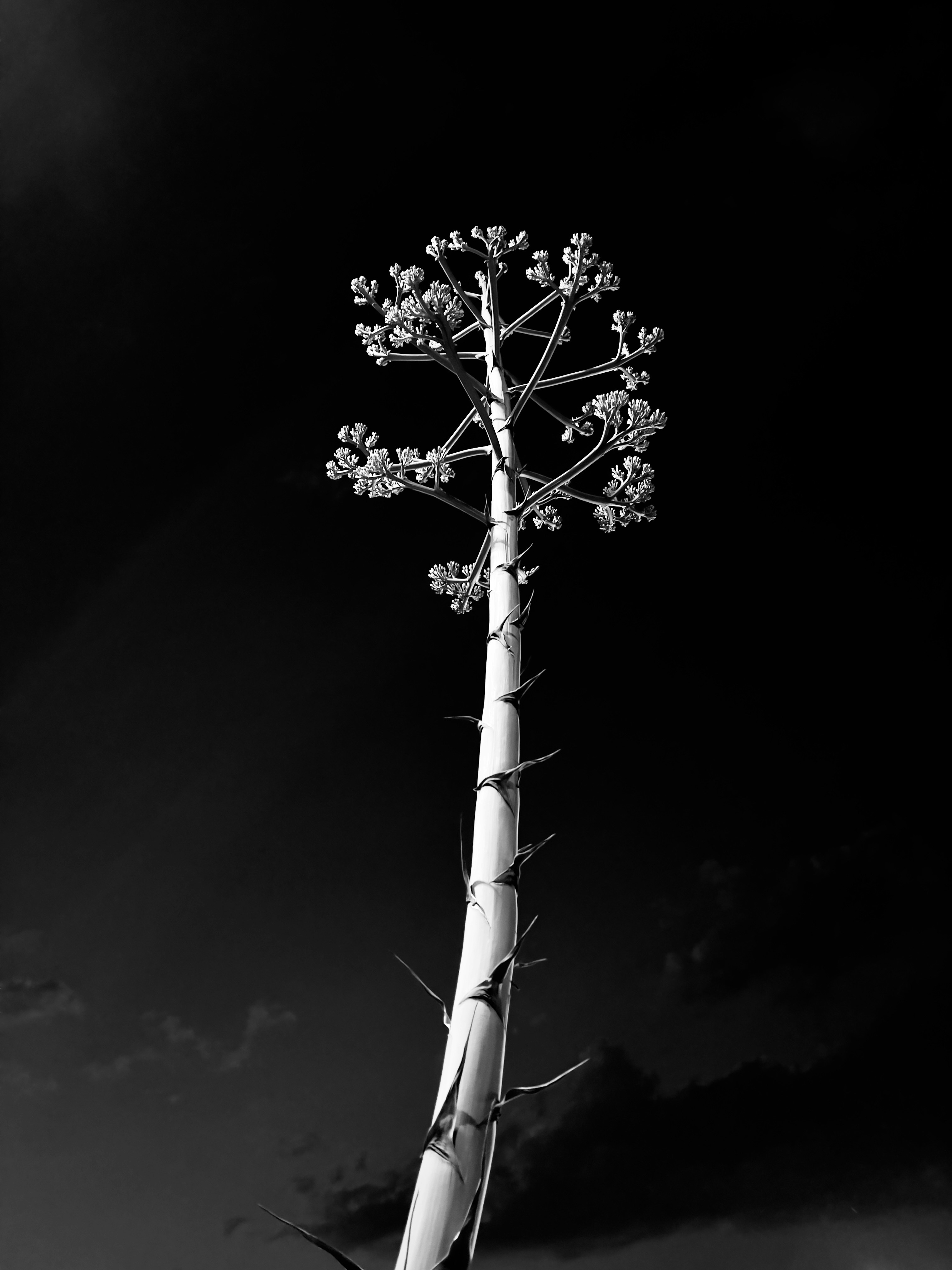 A tall agave plant reaching towards the sky, silhouetted against a dramatic black and white backdrop.