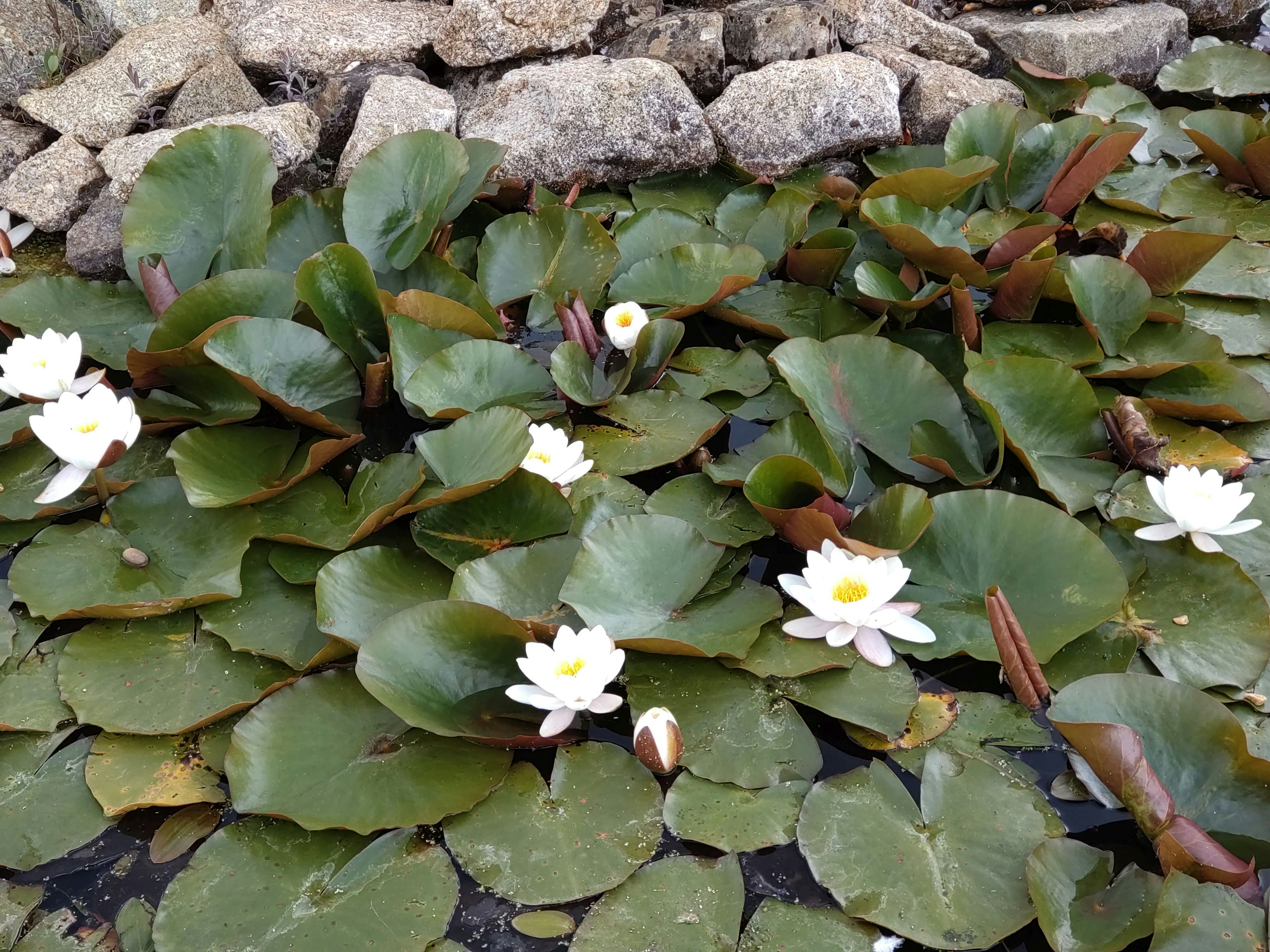 Color-rich photograph of white water lilies floating on a dense bed of green lily pads beside a stone border in a calm pond.