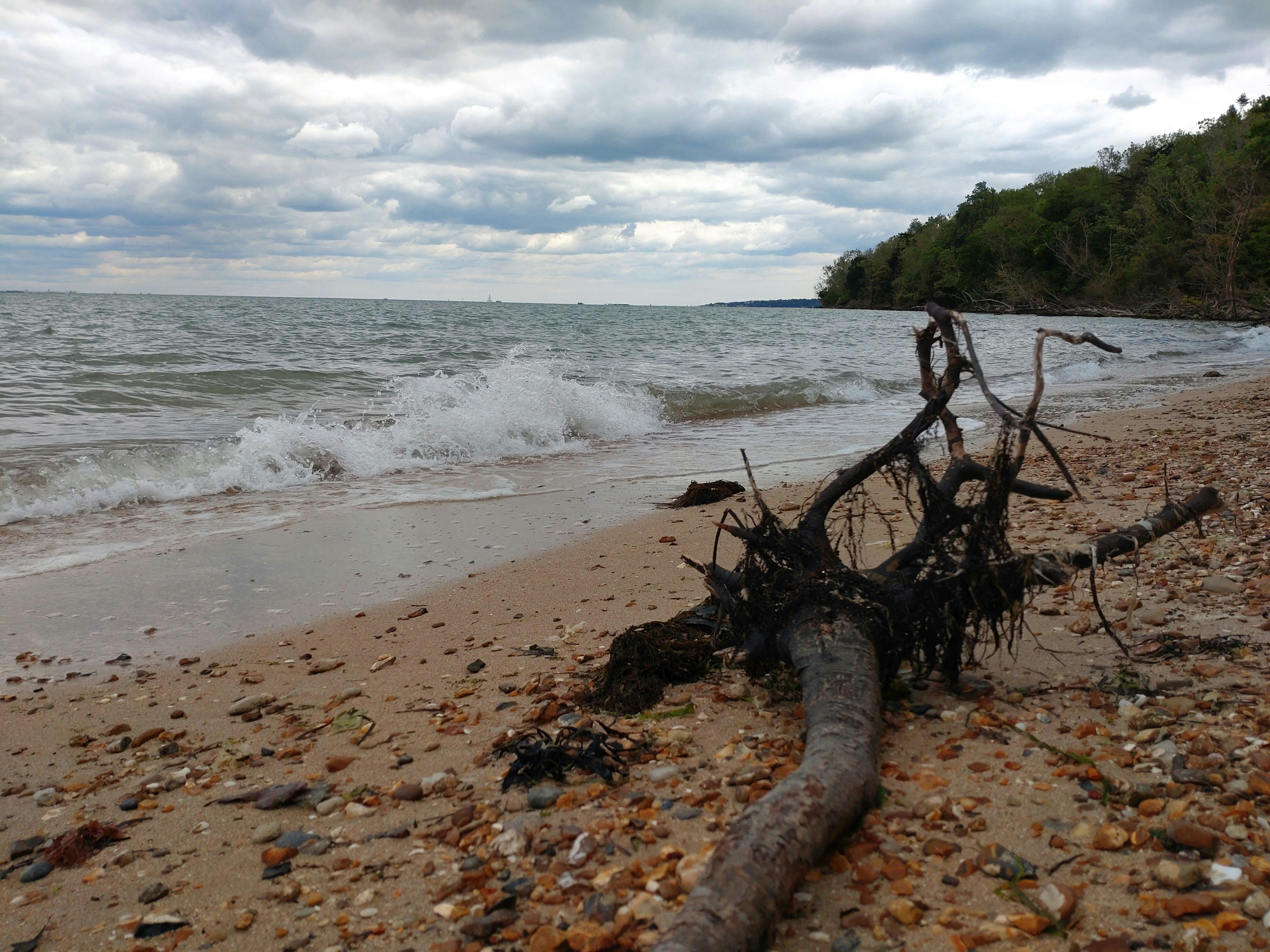 Weathered driftwood rests on a sandy beach as gentle waves lap at the shore under a cloudy sky.