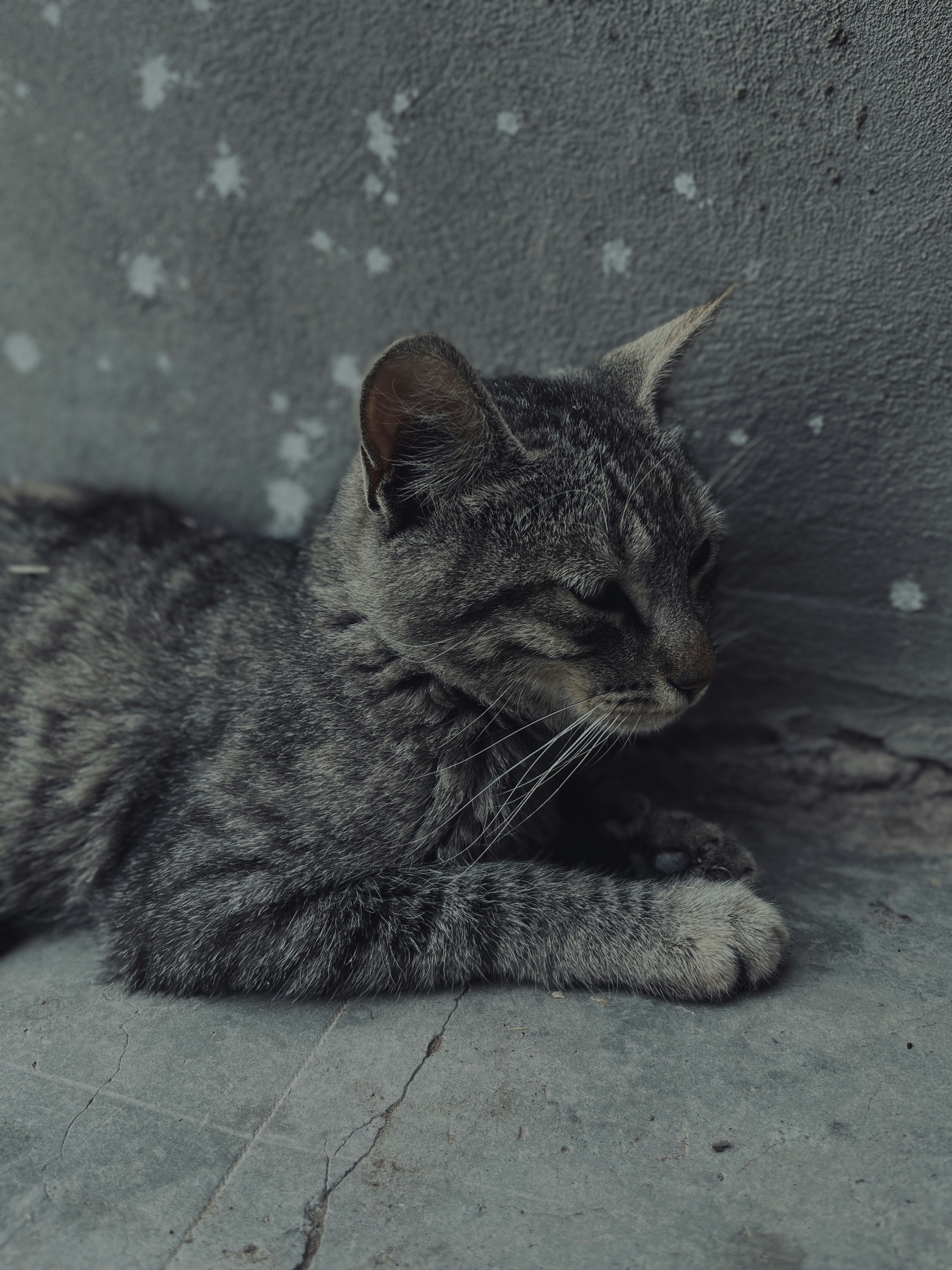 a cat laying on the ground next to a wall