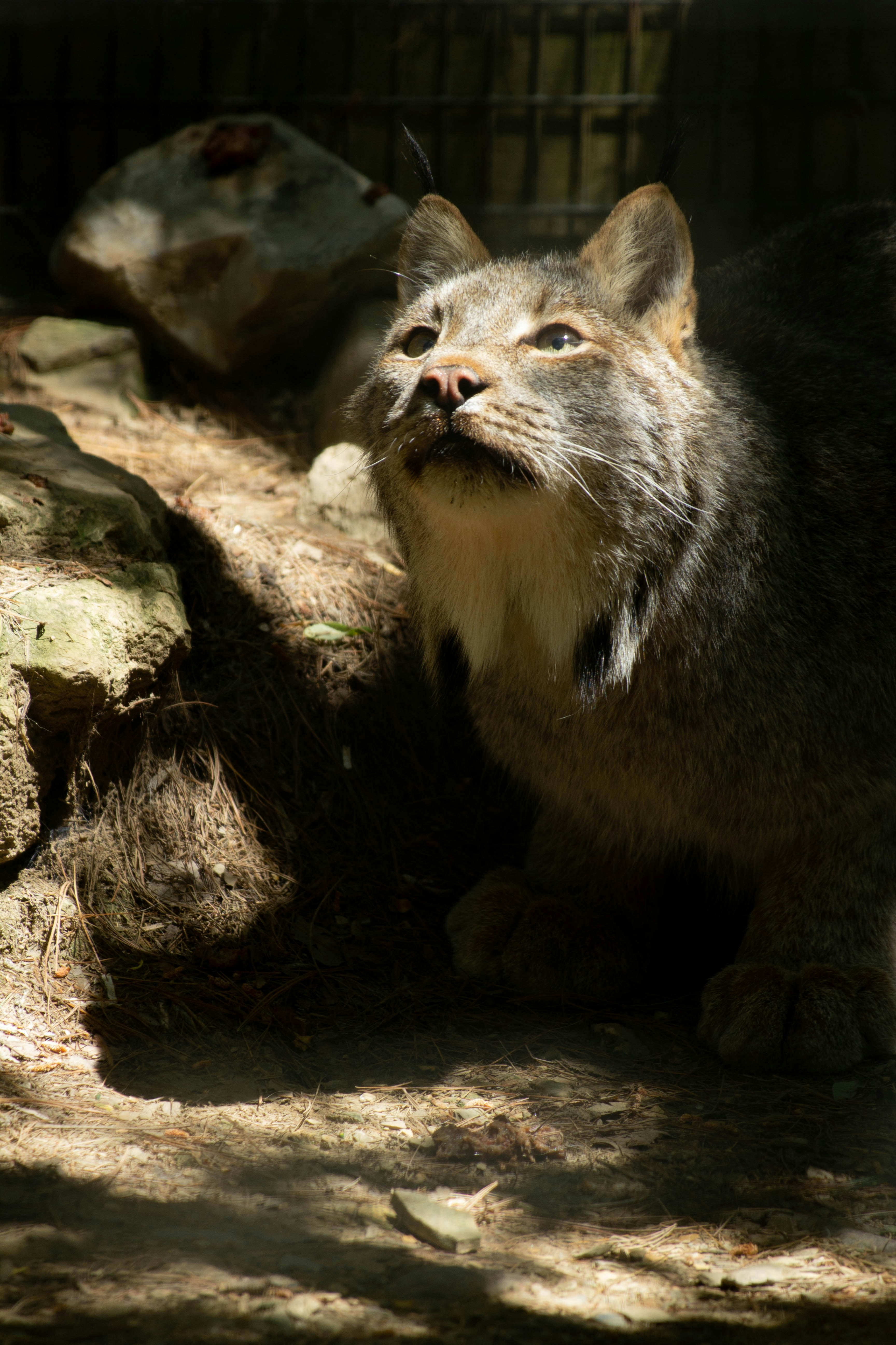 Curious Eyes Lift from the Sunlit Ground