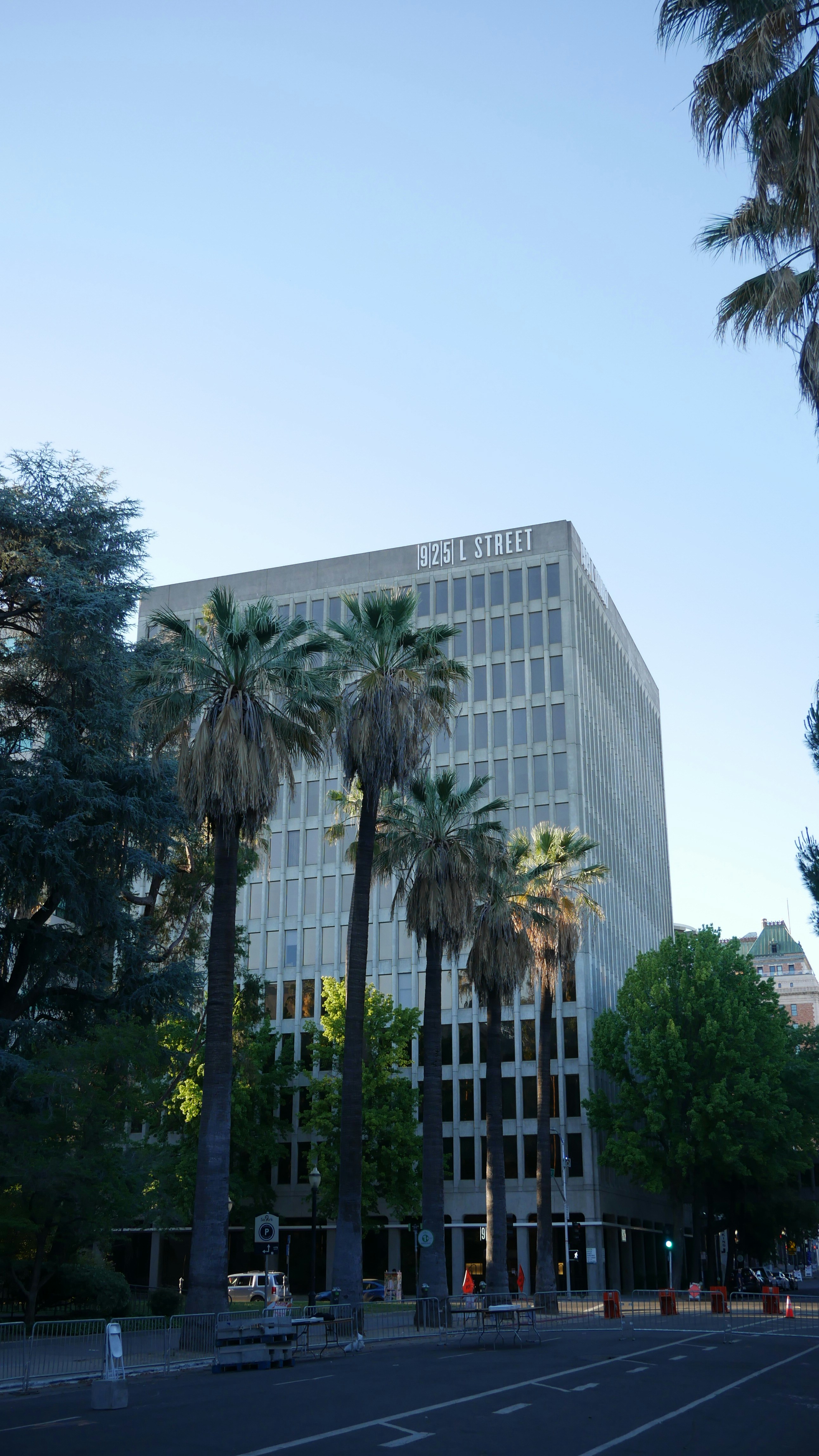 Urban Canopy: Palm Trees Framing a Modern Street