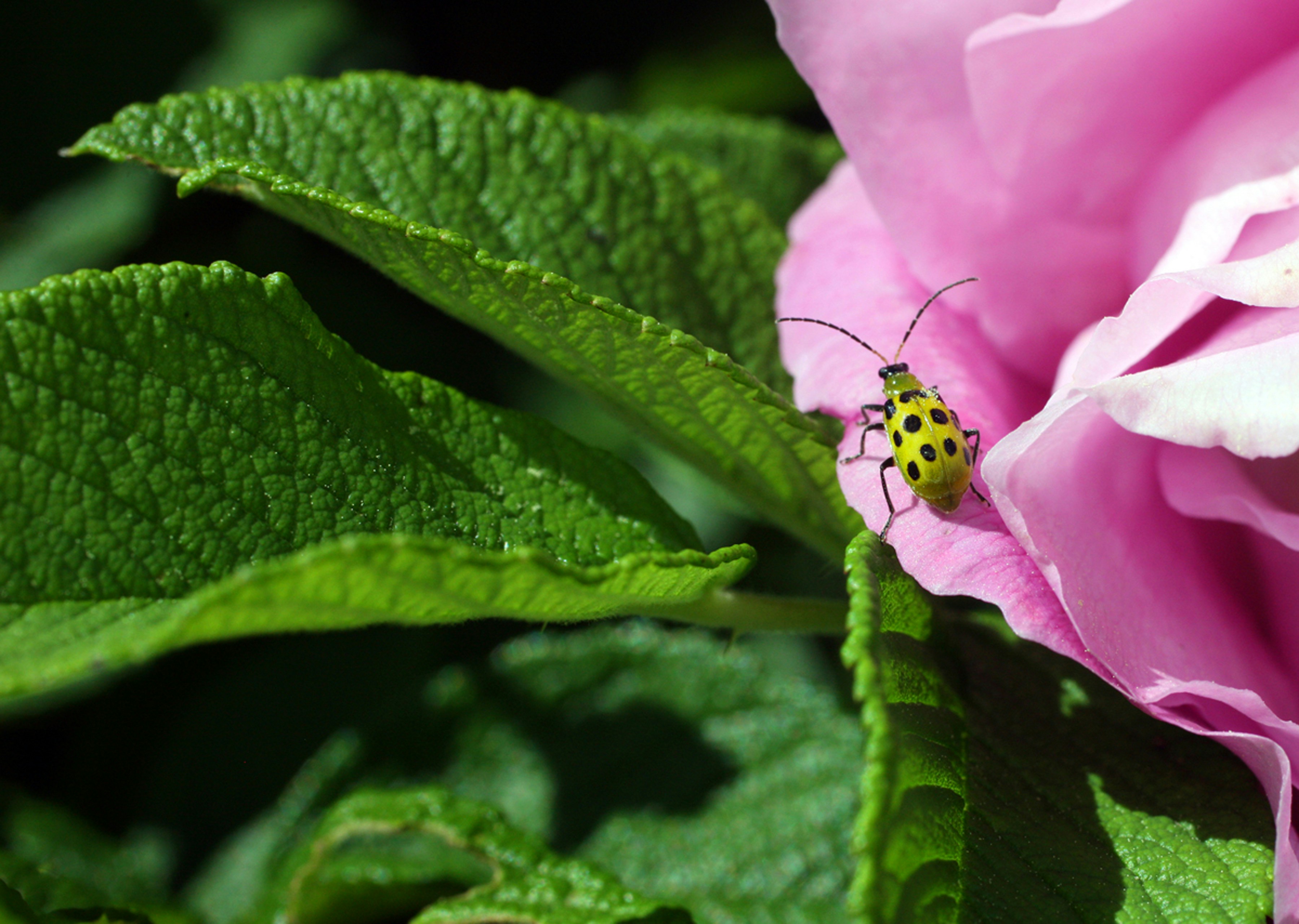 Rosalind Franklin and DNA Structure
