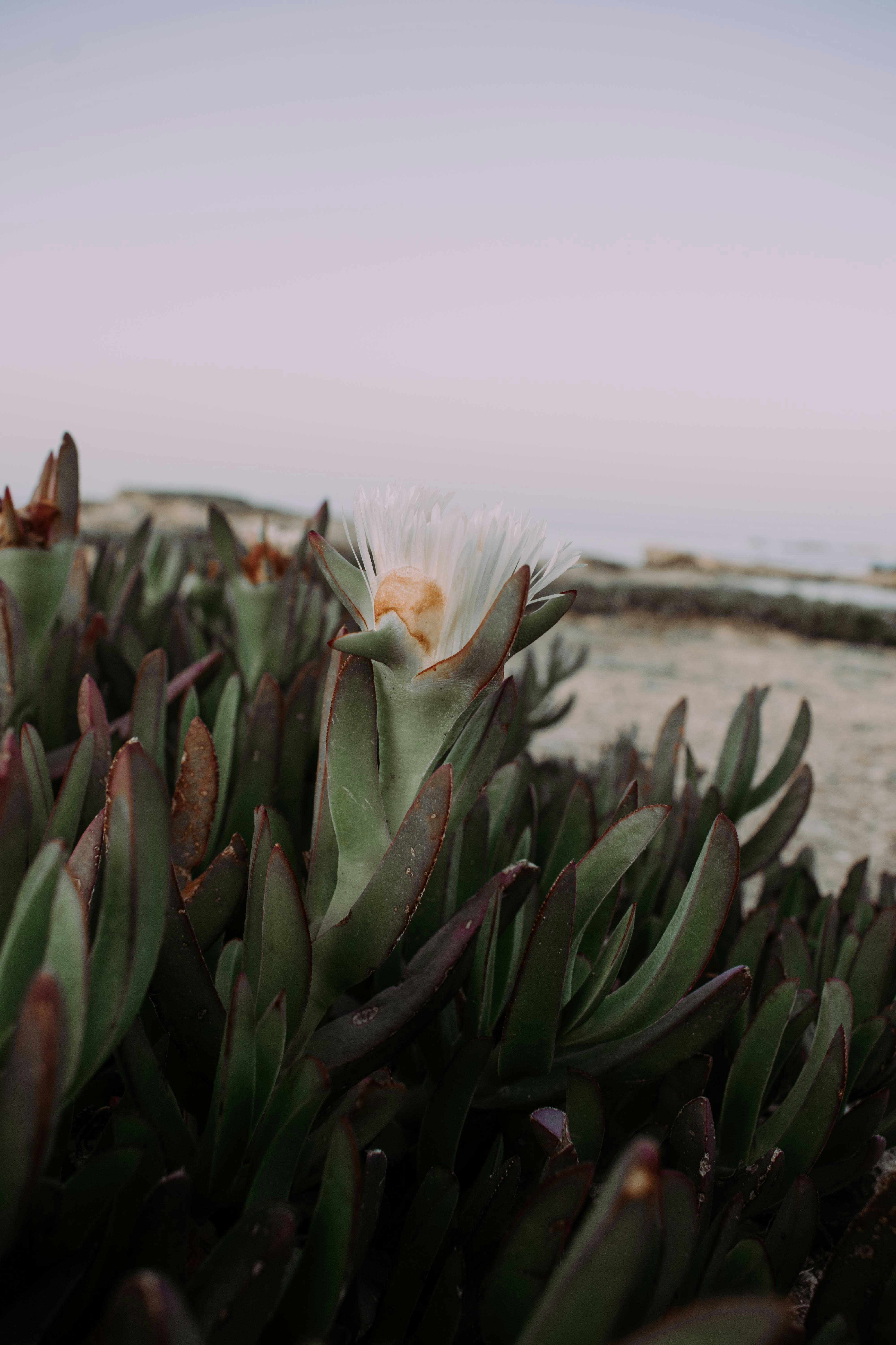 a close up of a plant with a body of water in the background