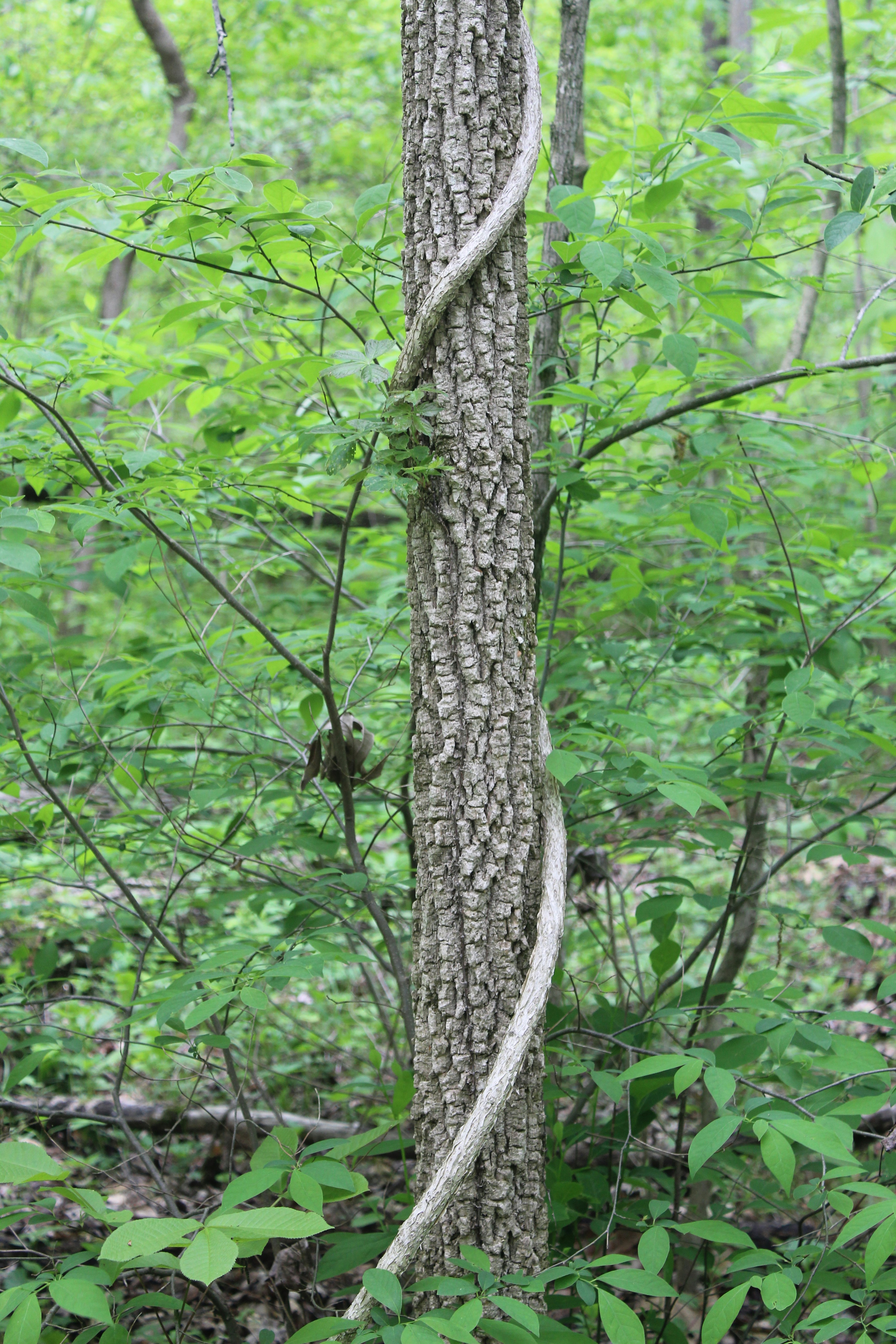 A twisted vine spirals around a textured tree trunk, surrounded by lush green foliage in a tranquil forest setting.