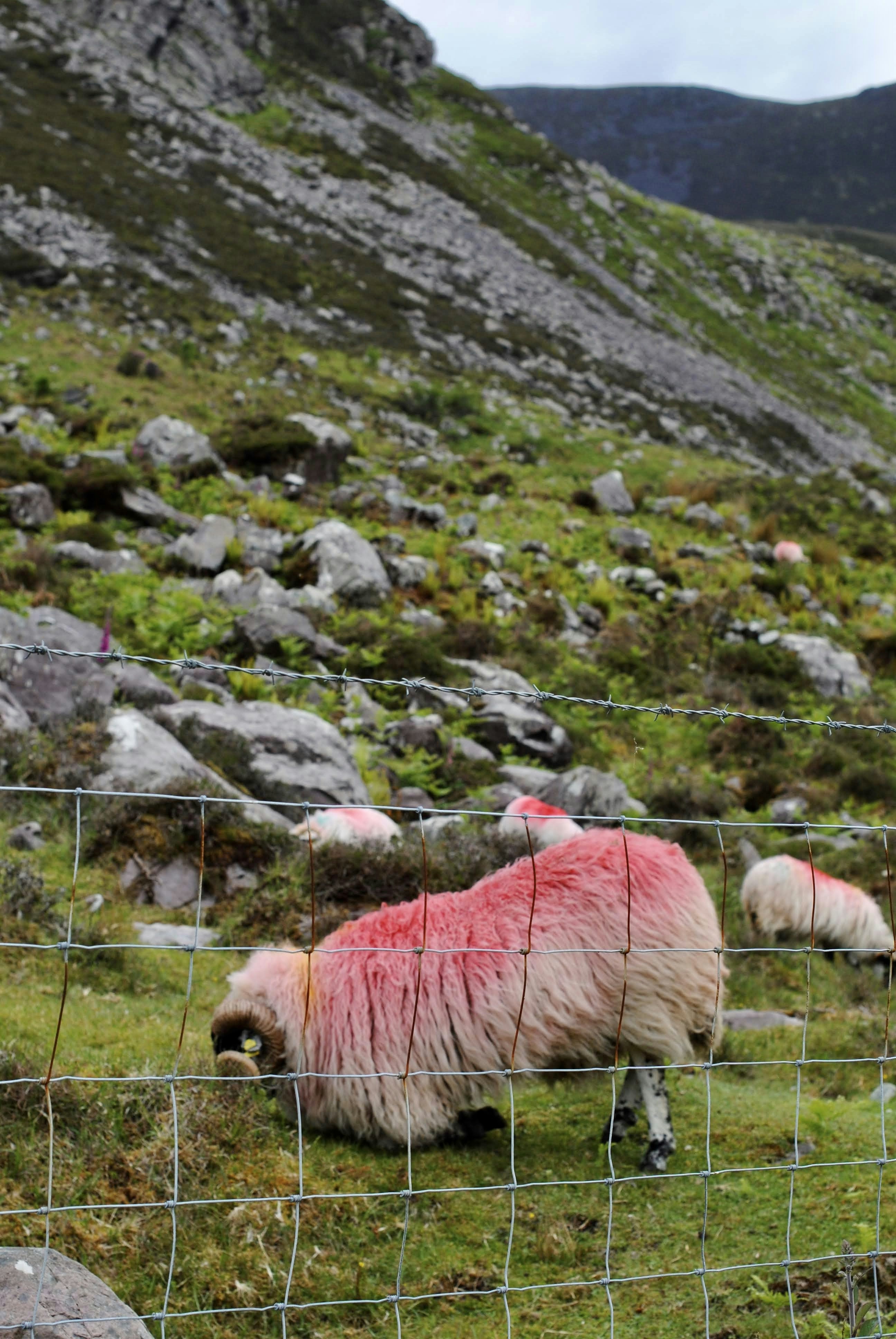 Pasture in the Highlands: Pink-Fluffed Sheep Beyond a Razorwire Fence