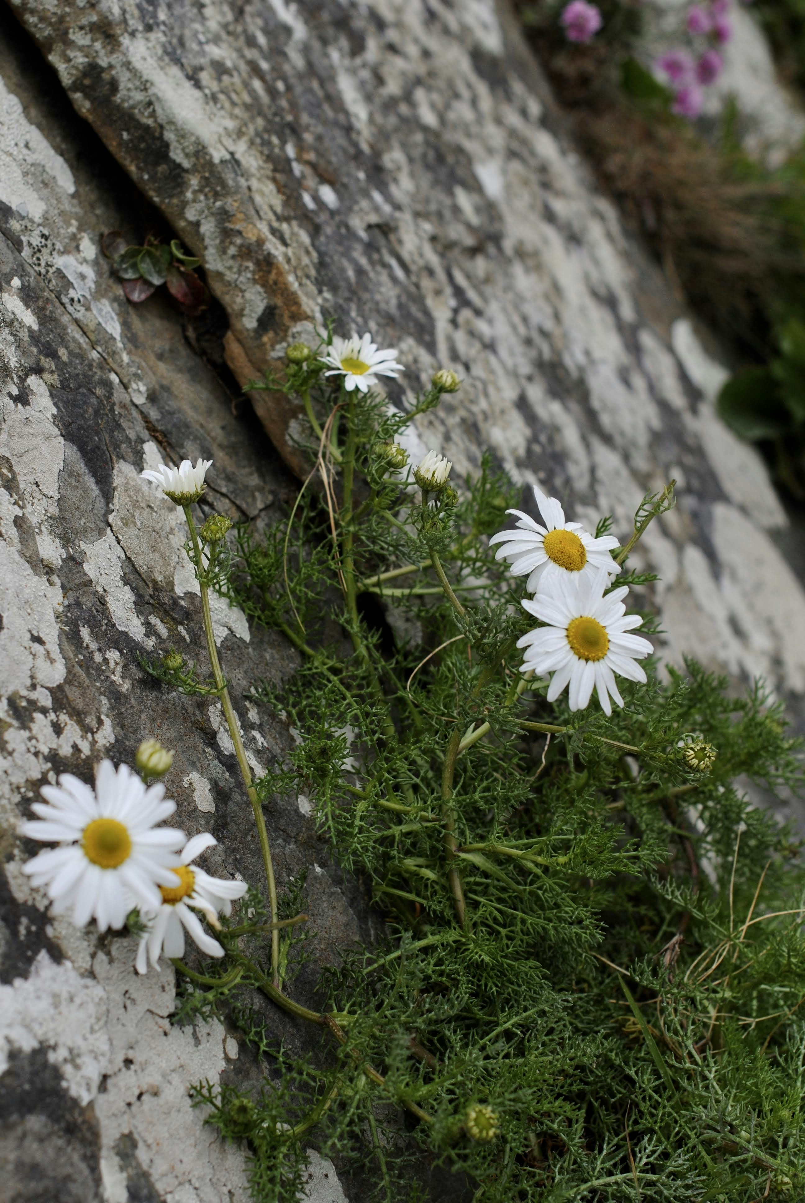 A bunch of daisies growing out of a crack in a rock photo – Free ...