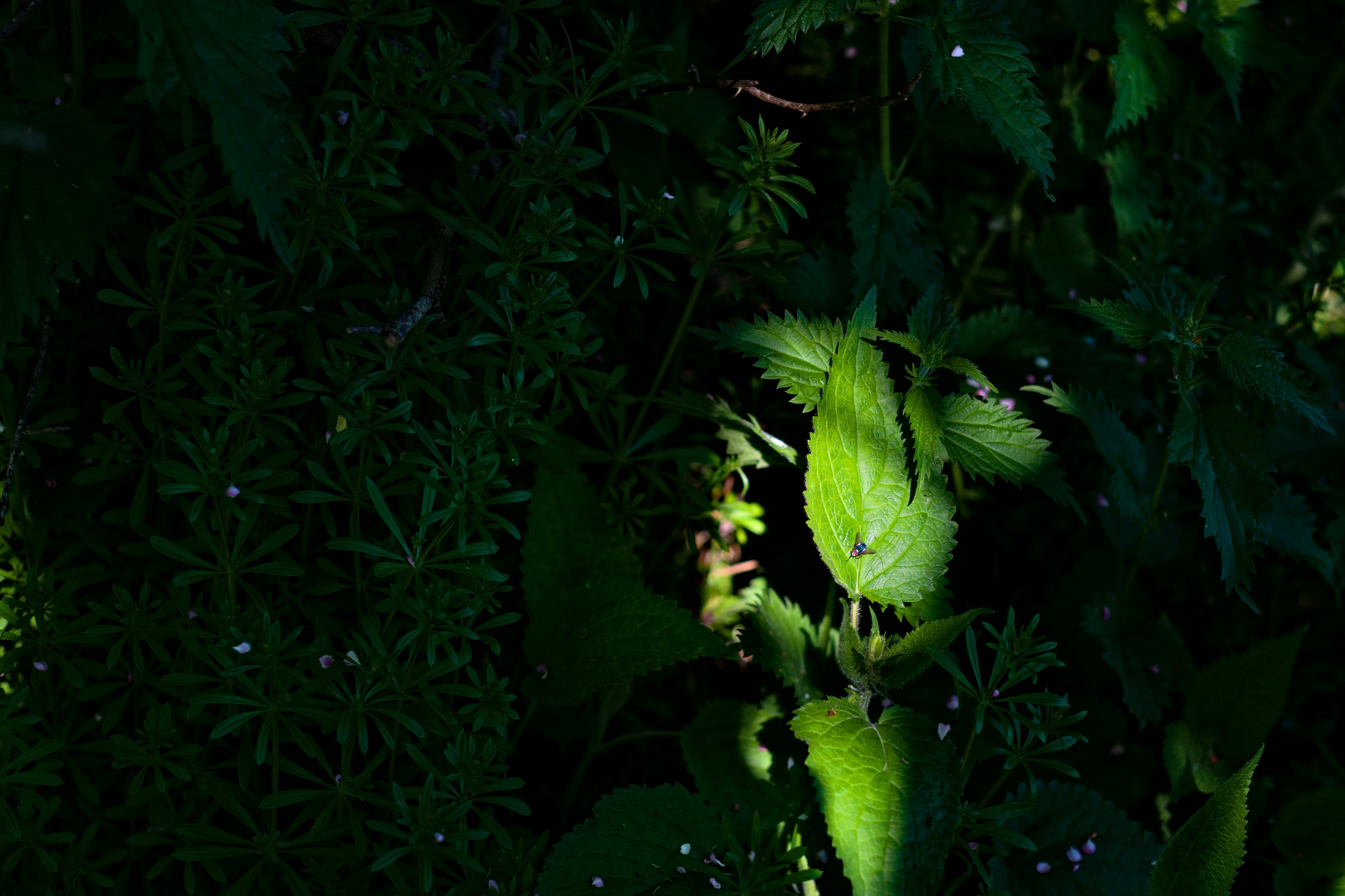 A vibrant green leaf illuminated by a shaft of light, surrounded by dark foliage. The contrast highlights the leaf's texture and vitality.
