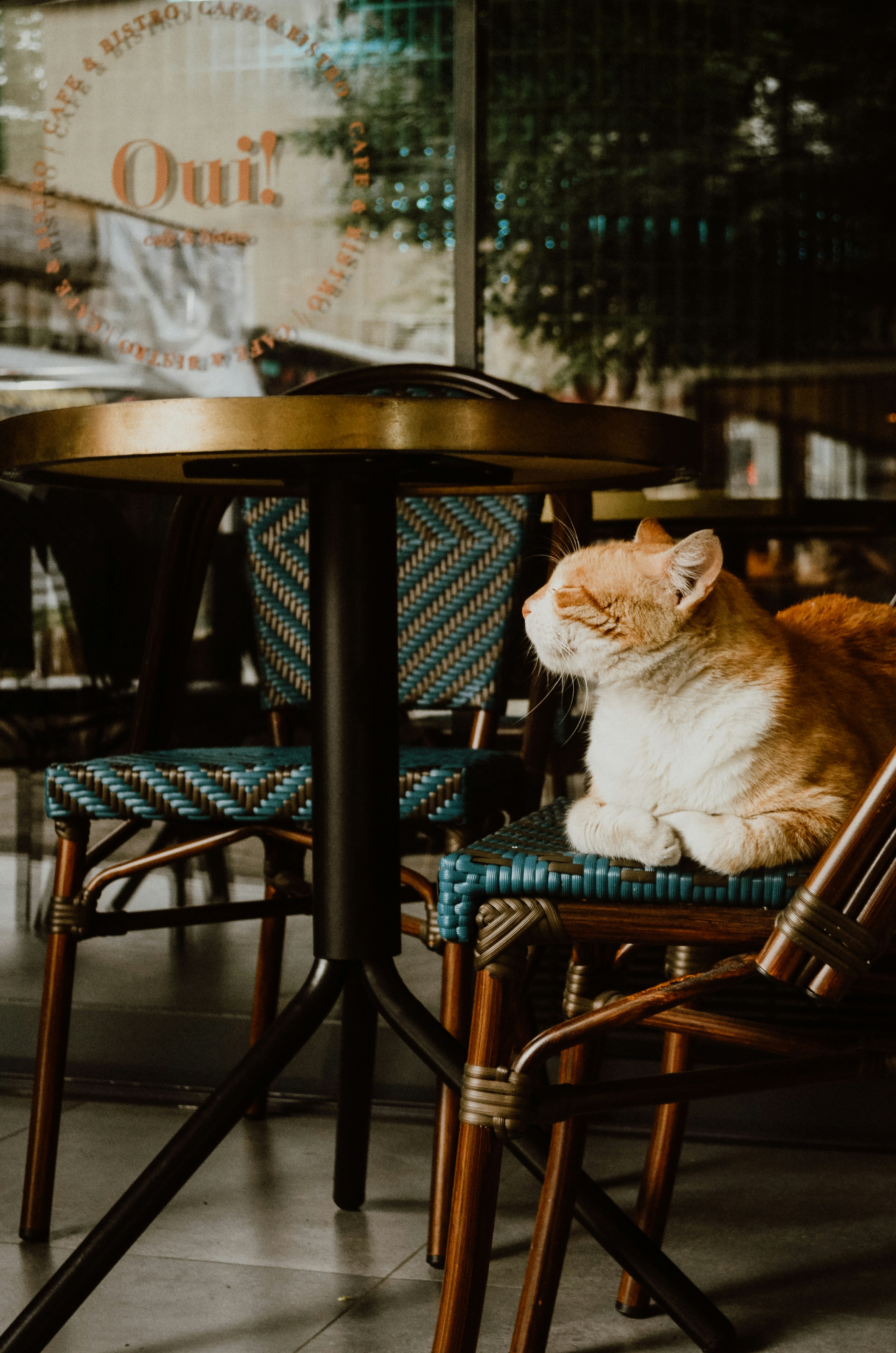 Café Cat Repose: A Ginger Muse on Woven Blue